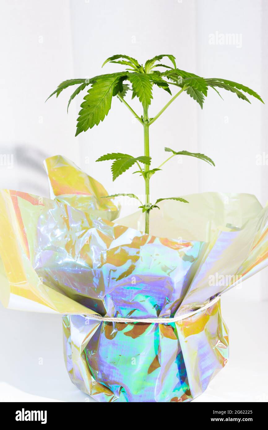 Cannabis plant in a flower pot wrapped in holographic foil. Gift idea ...