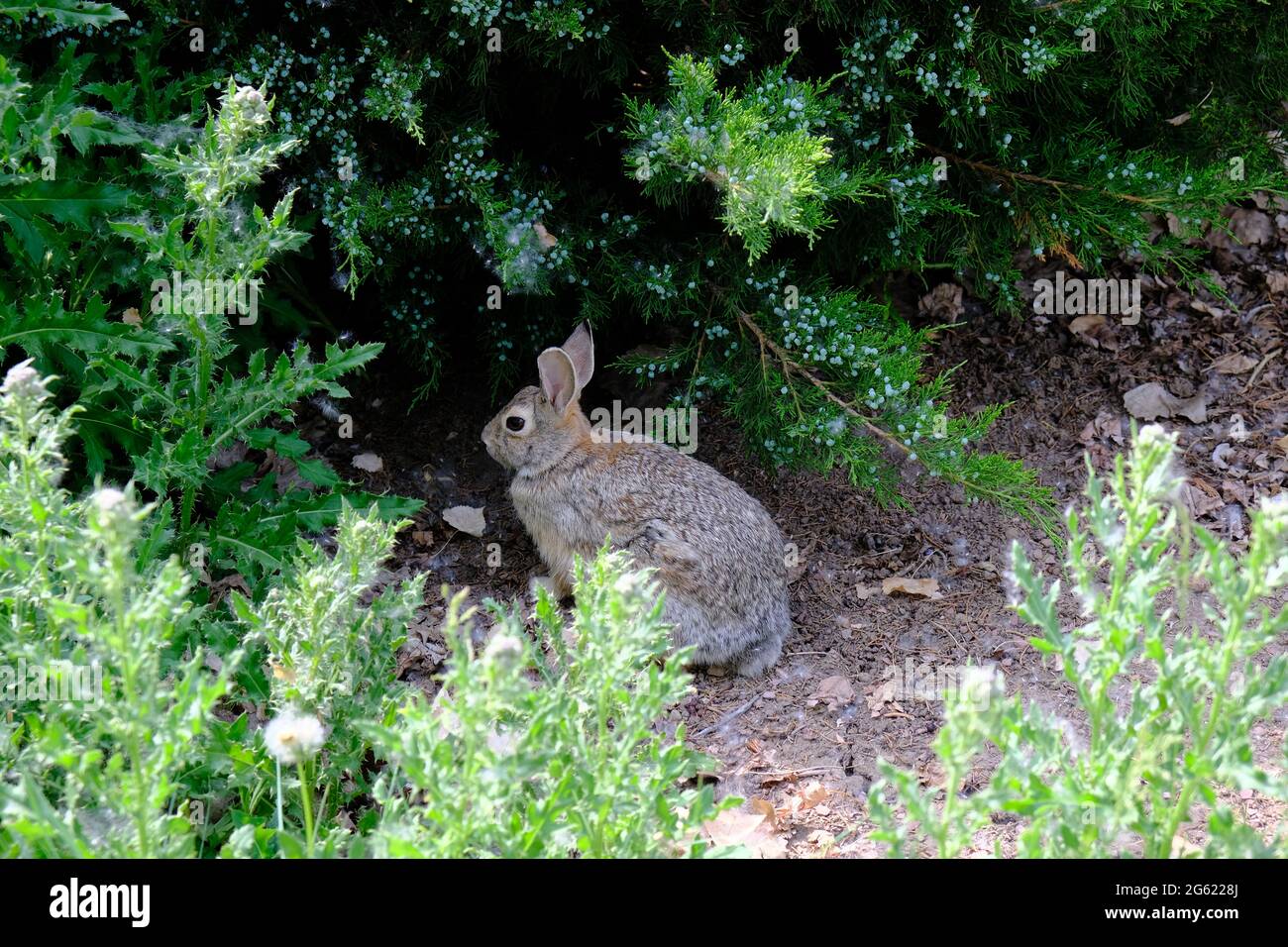 Rabbit at Kendrick Lake Park in Lakewood, Colorado Stock Photo - Alamy