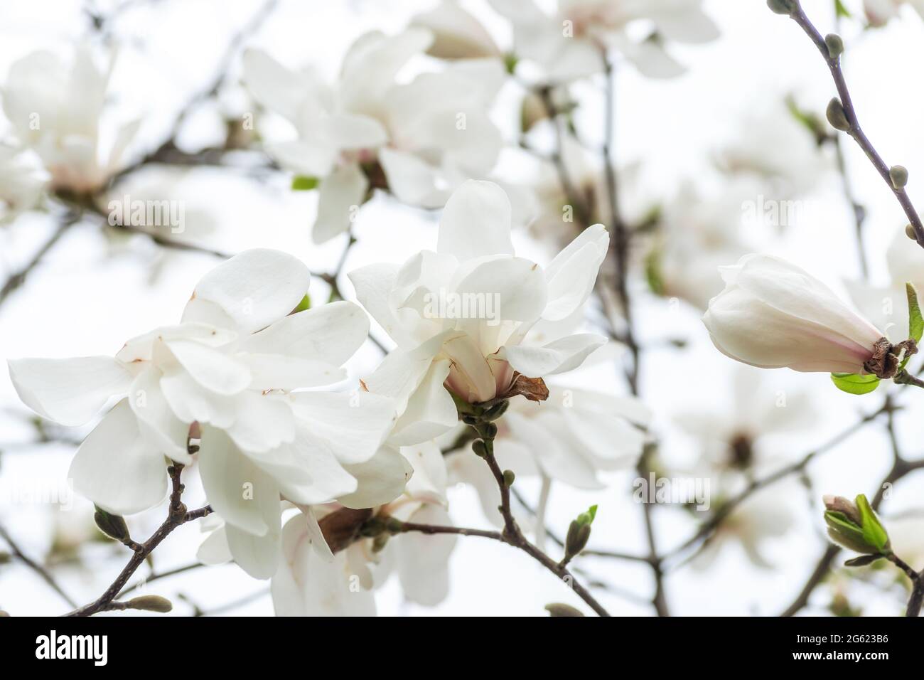 White magnolia flowers on tree on sky background Stock Photo - Alamy