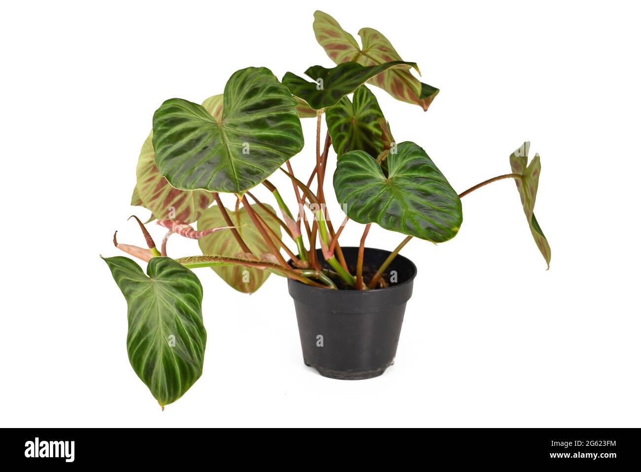 Philodendron verrucosum hi-res stock photography and images - Alamy
