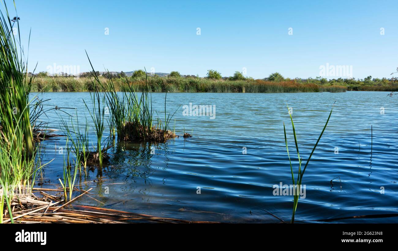 Water reeds growing plants hi-res stock photography and images - Alamy