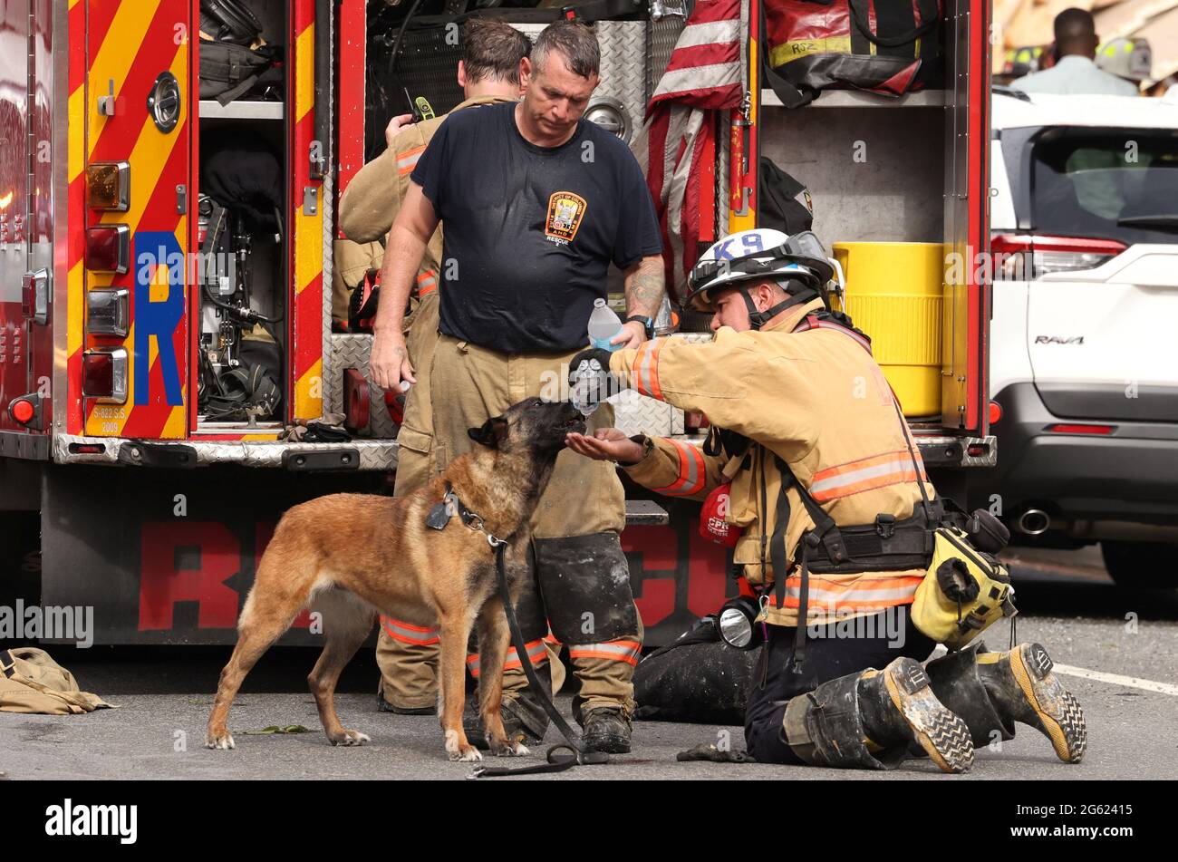 Firefighter Rescue Dog