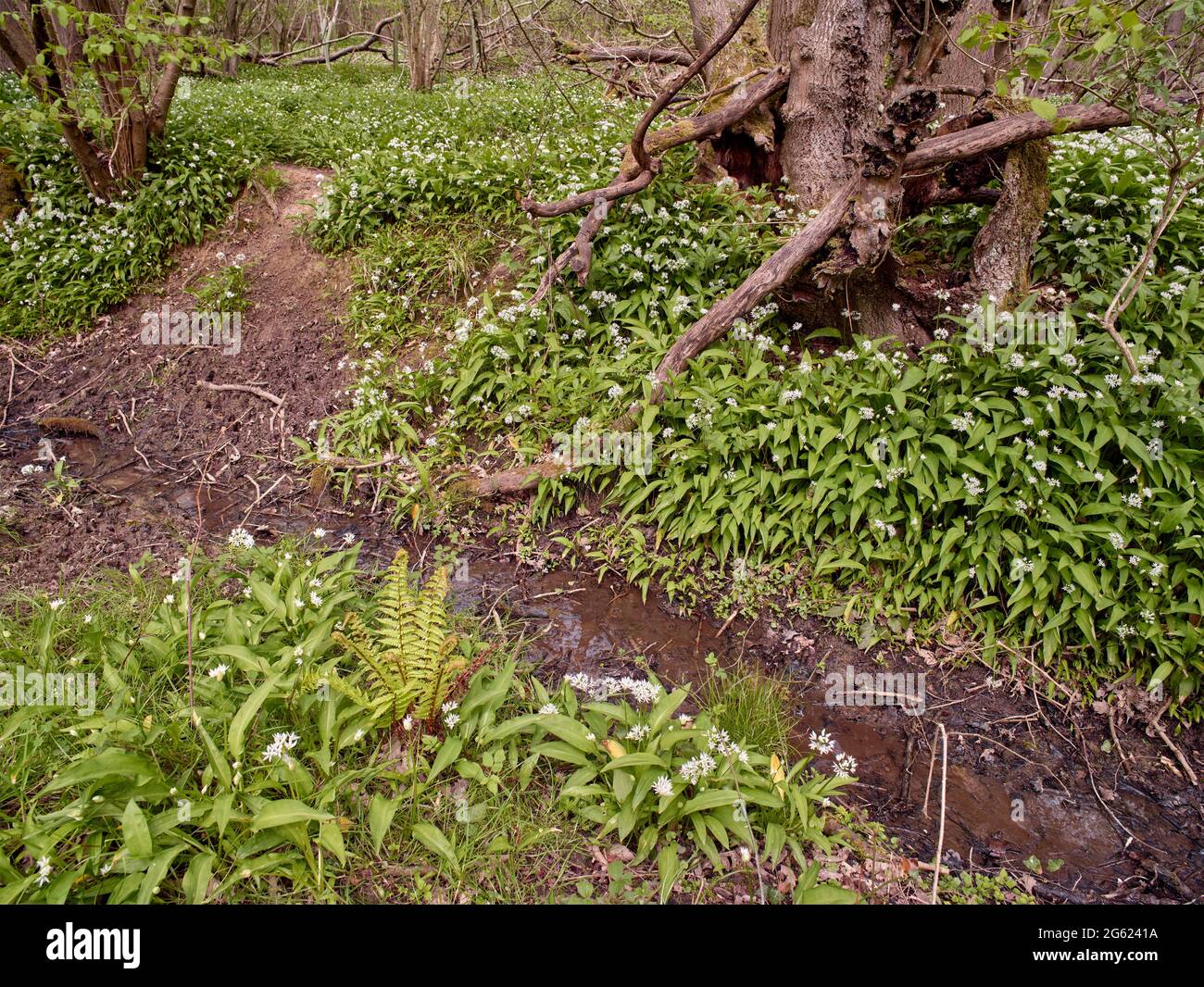 Allium ursinum, ramsons, buckrams, wild garlic, broad-leaved garlic ...