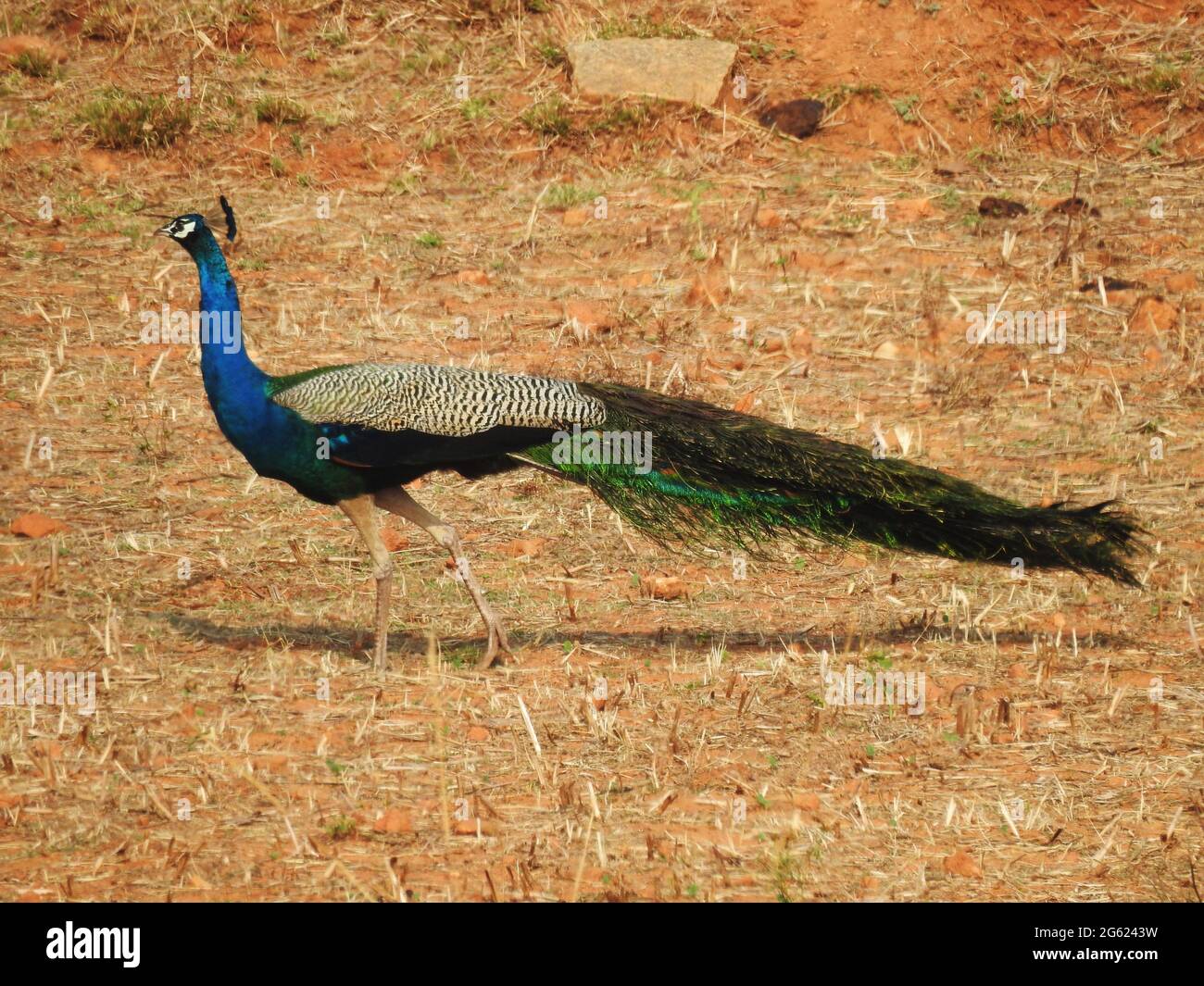 Beautiful Indian Peacock in a farmland Stock Photo - Alamy