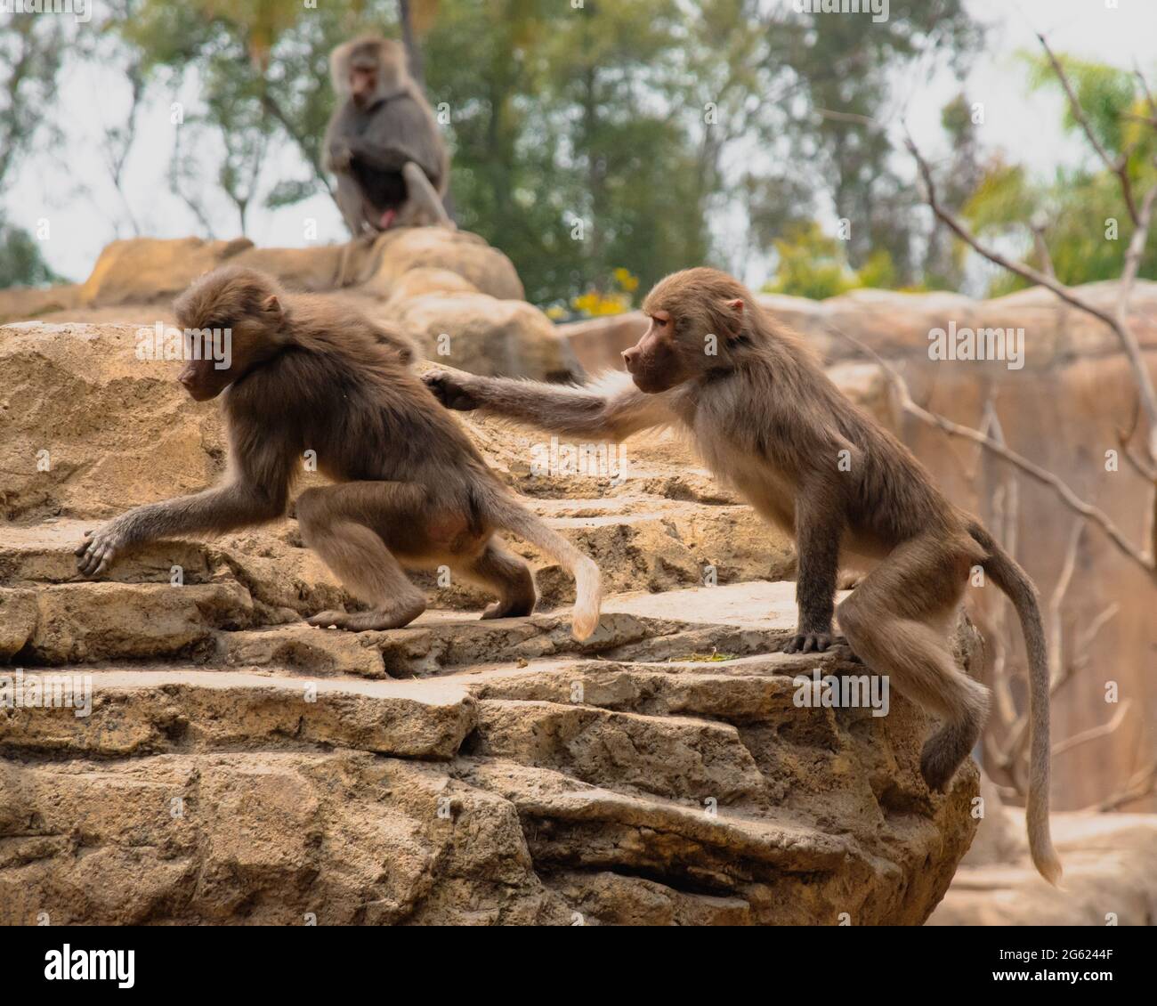 Two baboons playing on a rock ledge Stock Photo - Alamy