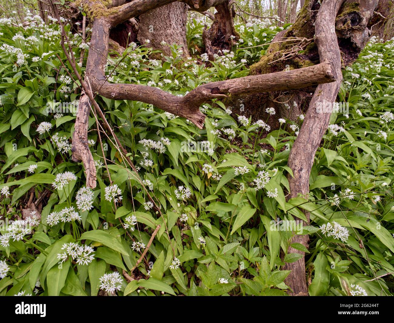 Allium ursinum, ramsons, buckrams, wild garlic, broad-leaved garlic ...