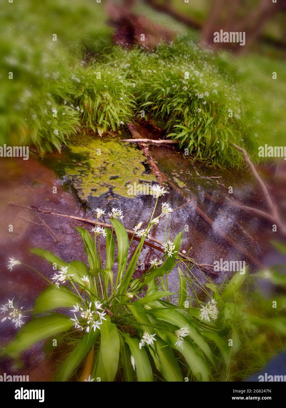 Allium ursinum, ramsons, buckrams, wild garlic, broad-leaved garlic ...