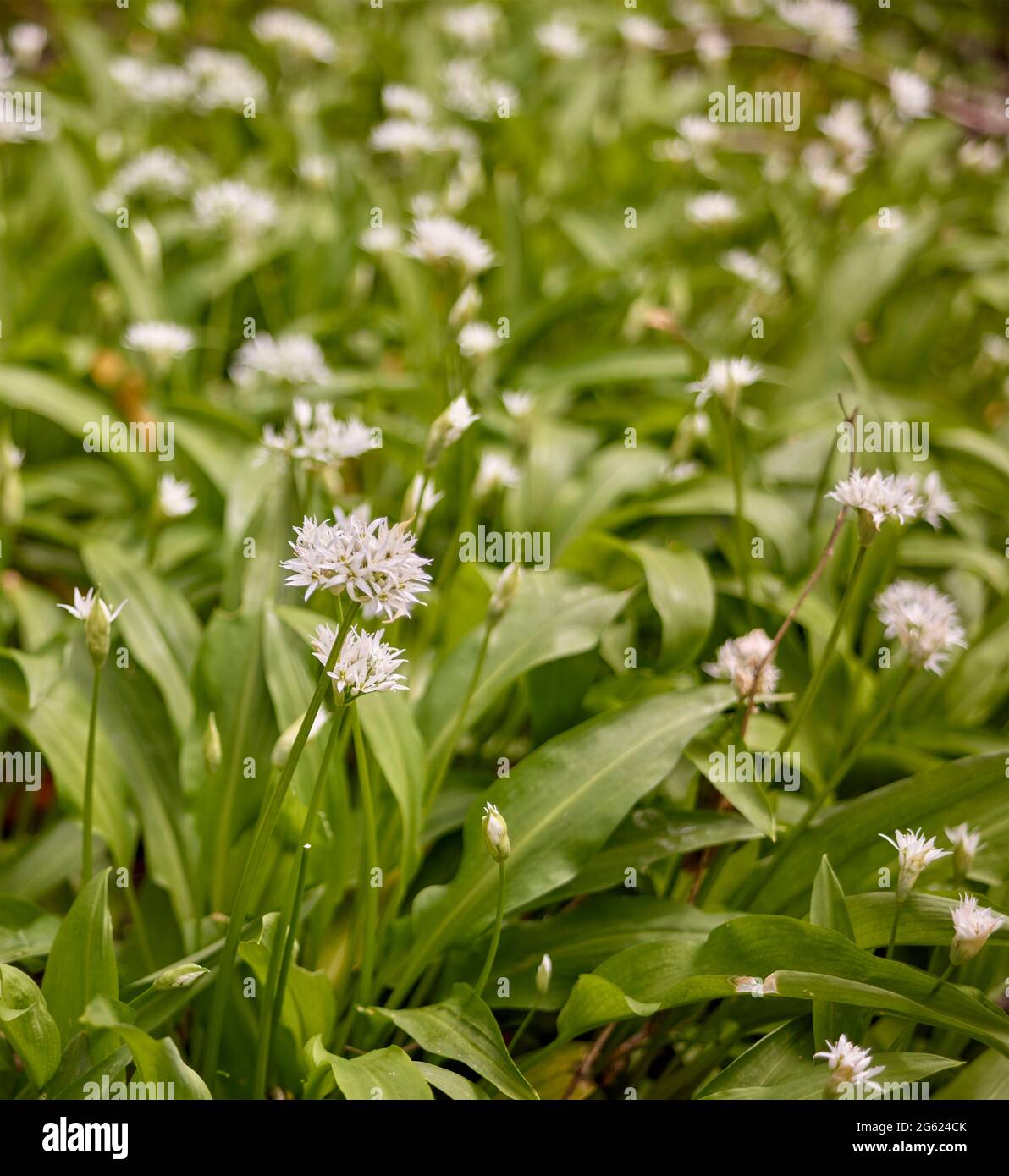 Allium ursinum, ramsons, buckrams, wild garlic, broad-leaved garlic ...