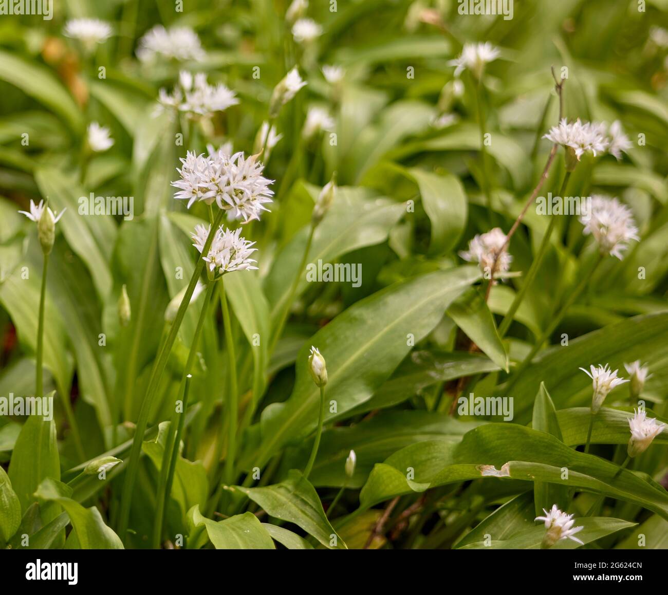 Allium ursinum, ramsons, buckrams, wild garlic, broad-leaved garlic ...