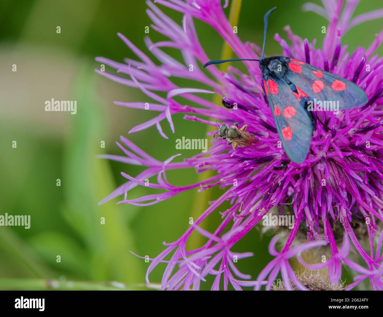 a six spot burnet moth (Zygaena filipendulae) feeding on a beautiful ...