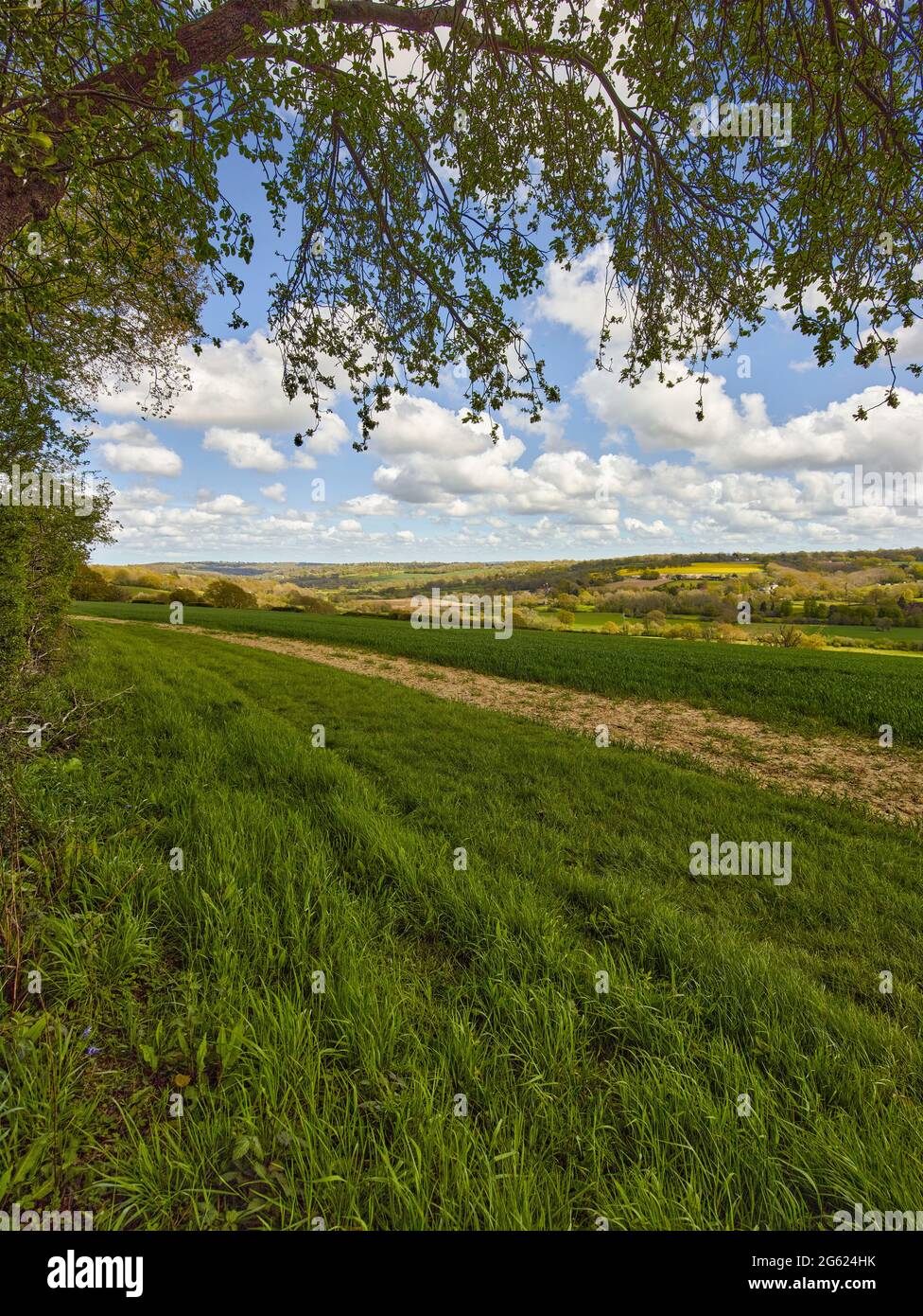 Wellbeing', simple open landscape with trees path and sunshine ...