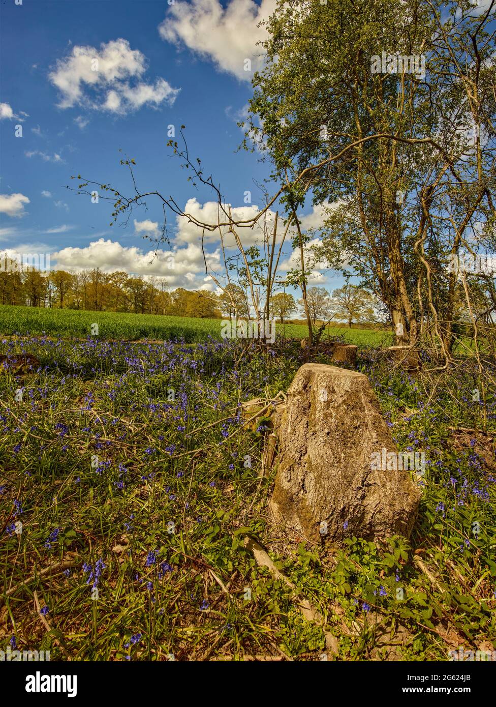 Wellbeing', simple open landscape with trees path and sunshine ...