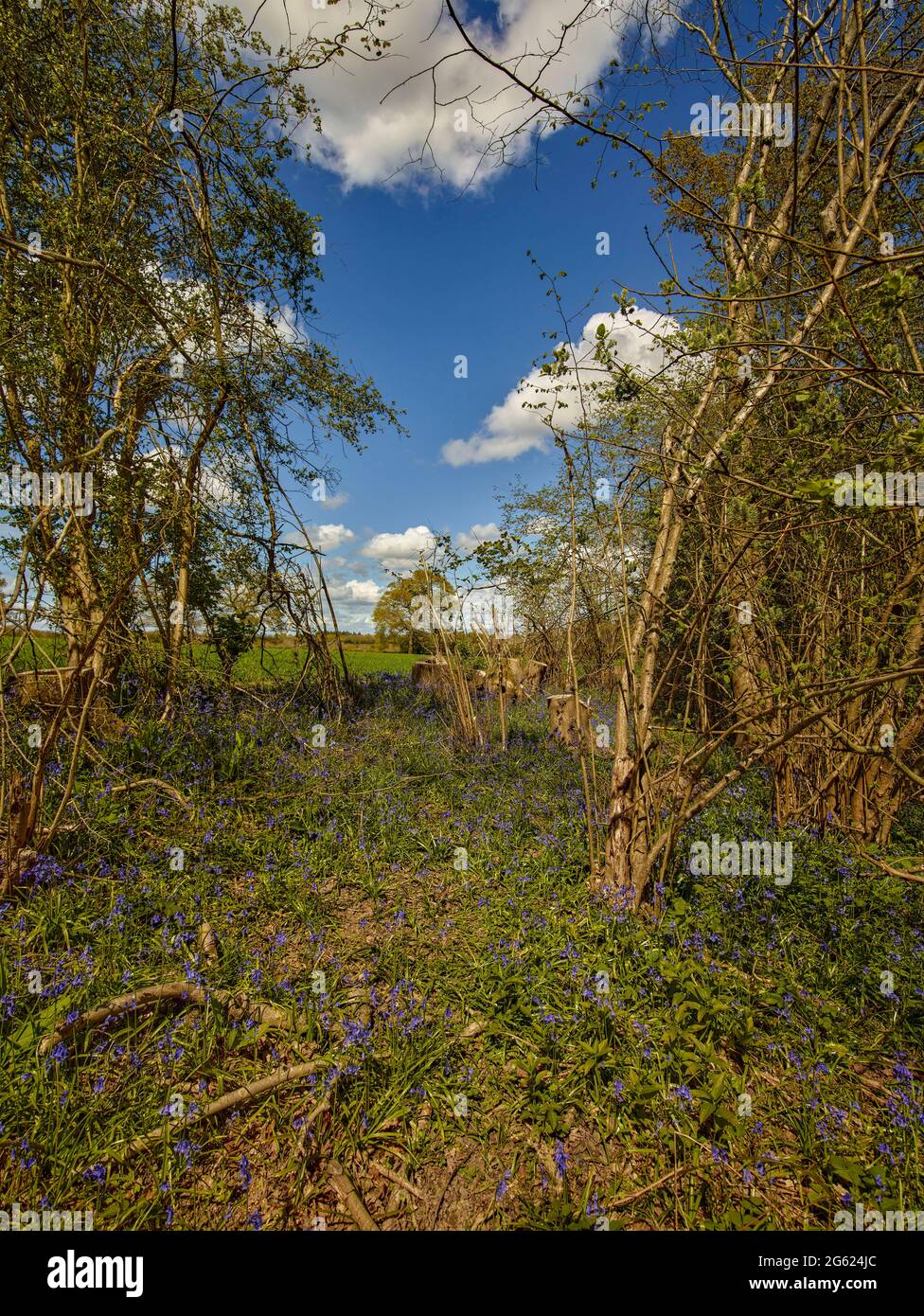 Wellbeing', simple open landscape with trees path and sunshine ...