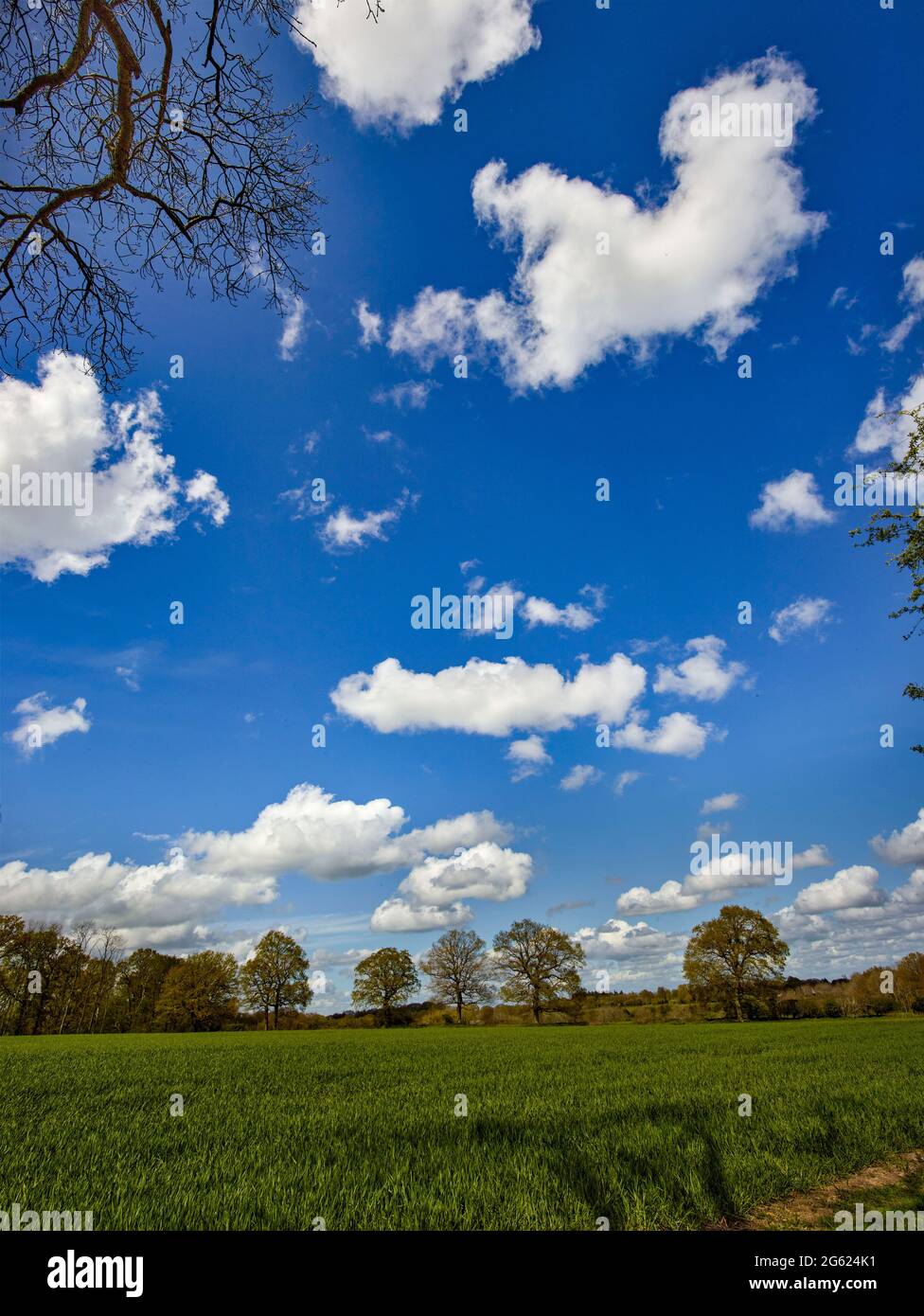 Wellbeing', simple open landscape with trees path and sunshine ...