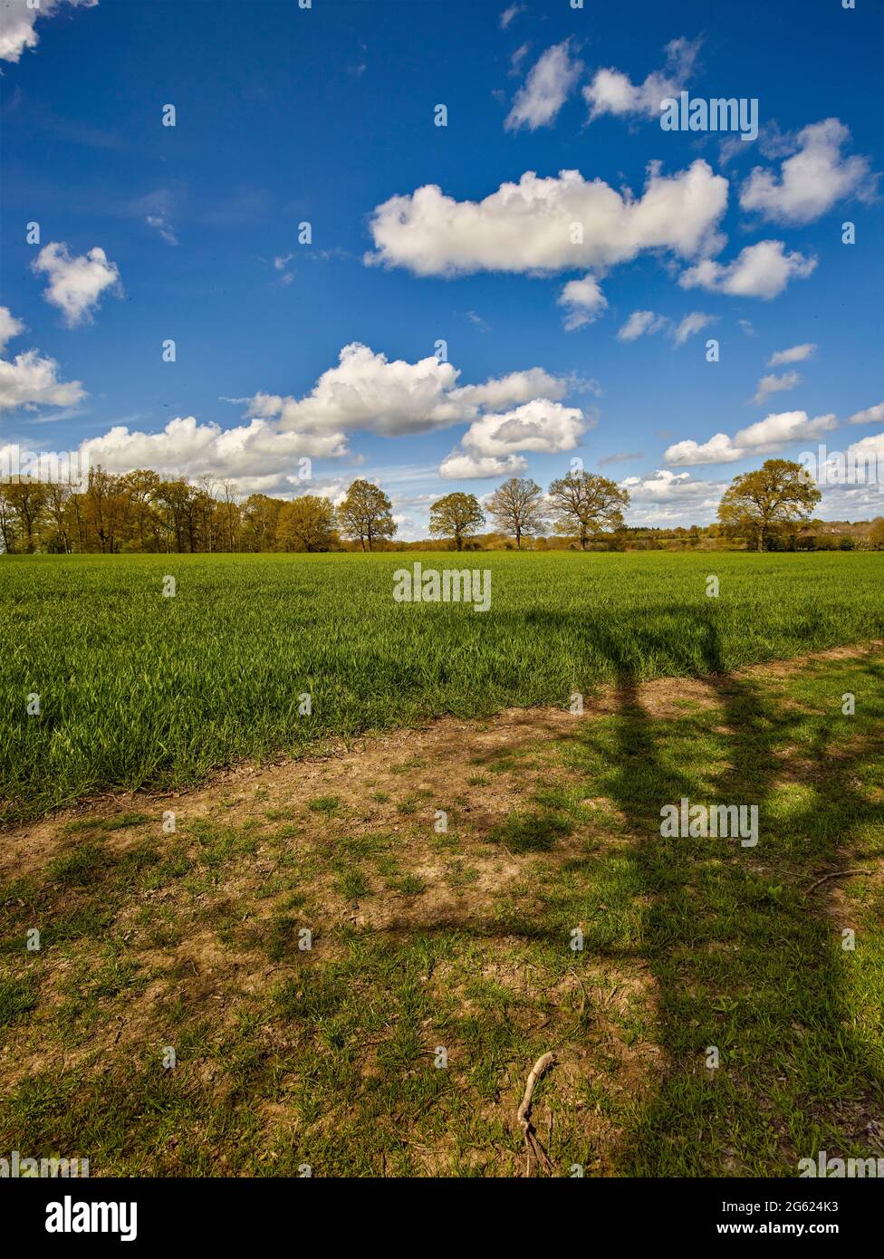 Wellbeing', simple open landscape with trees path and sunshine ...