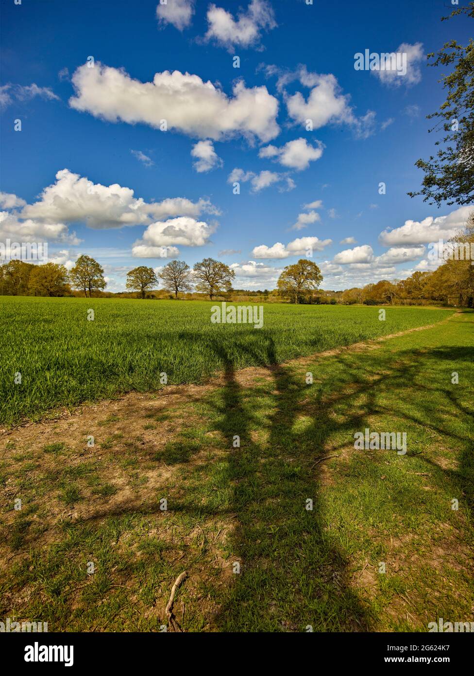 Wellbeing', simple open landscape with trees path and sunshine ...