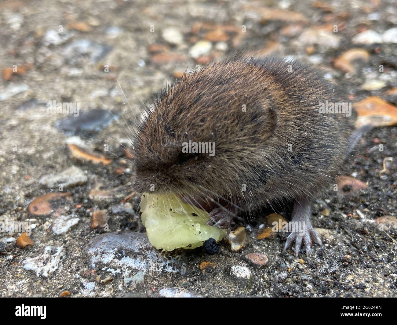 Vole Rodent