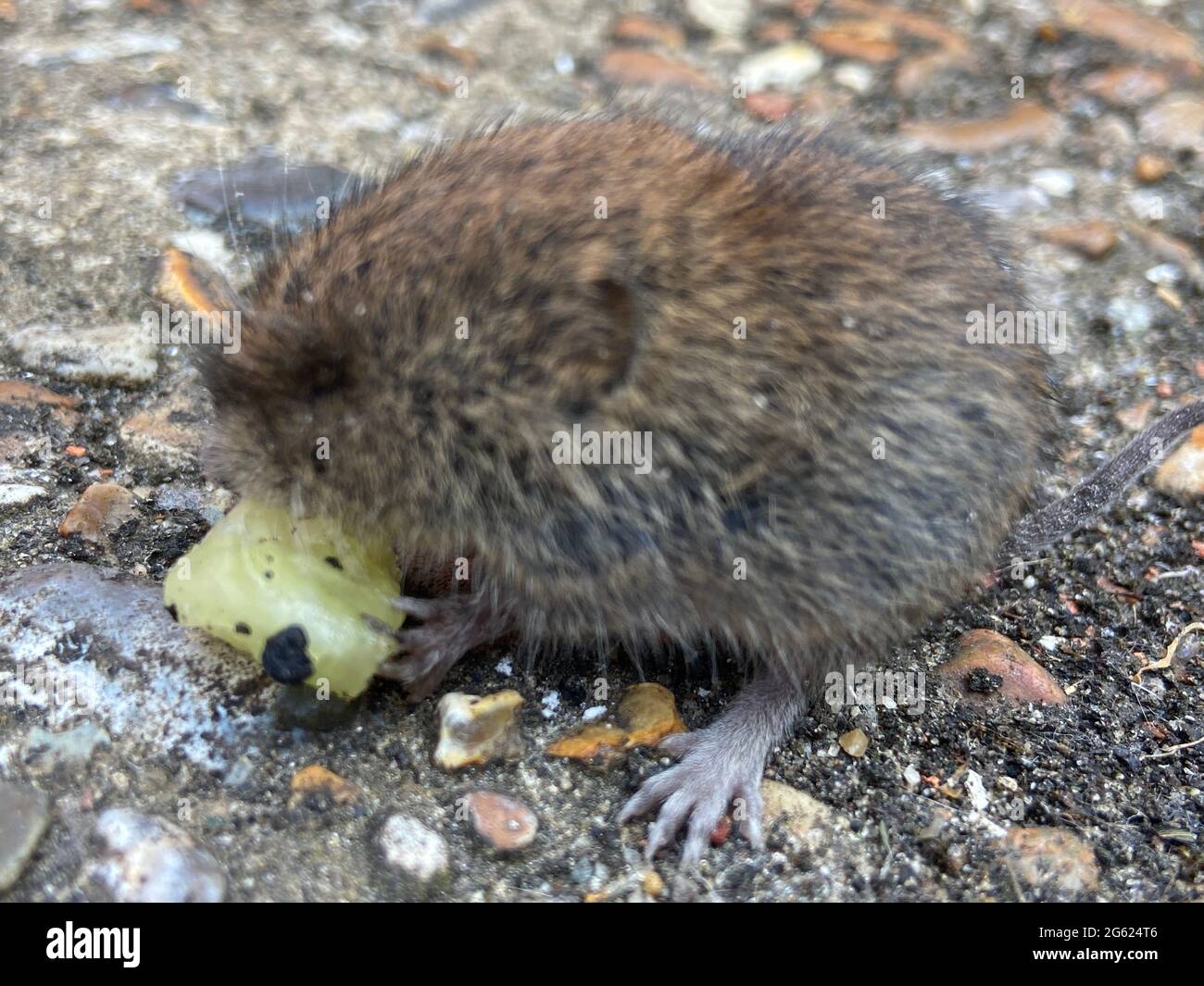 bank vole small UK rodent mammal eating cucumber also known as meadow ...