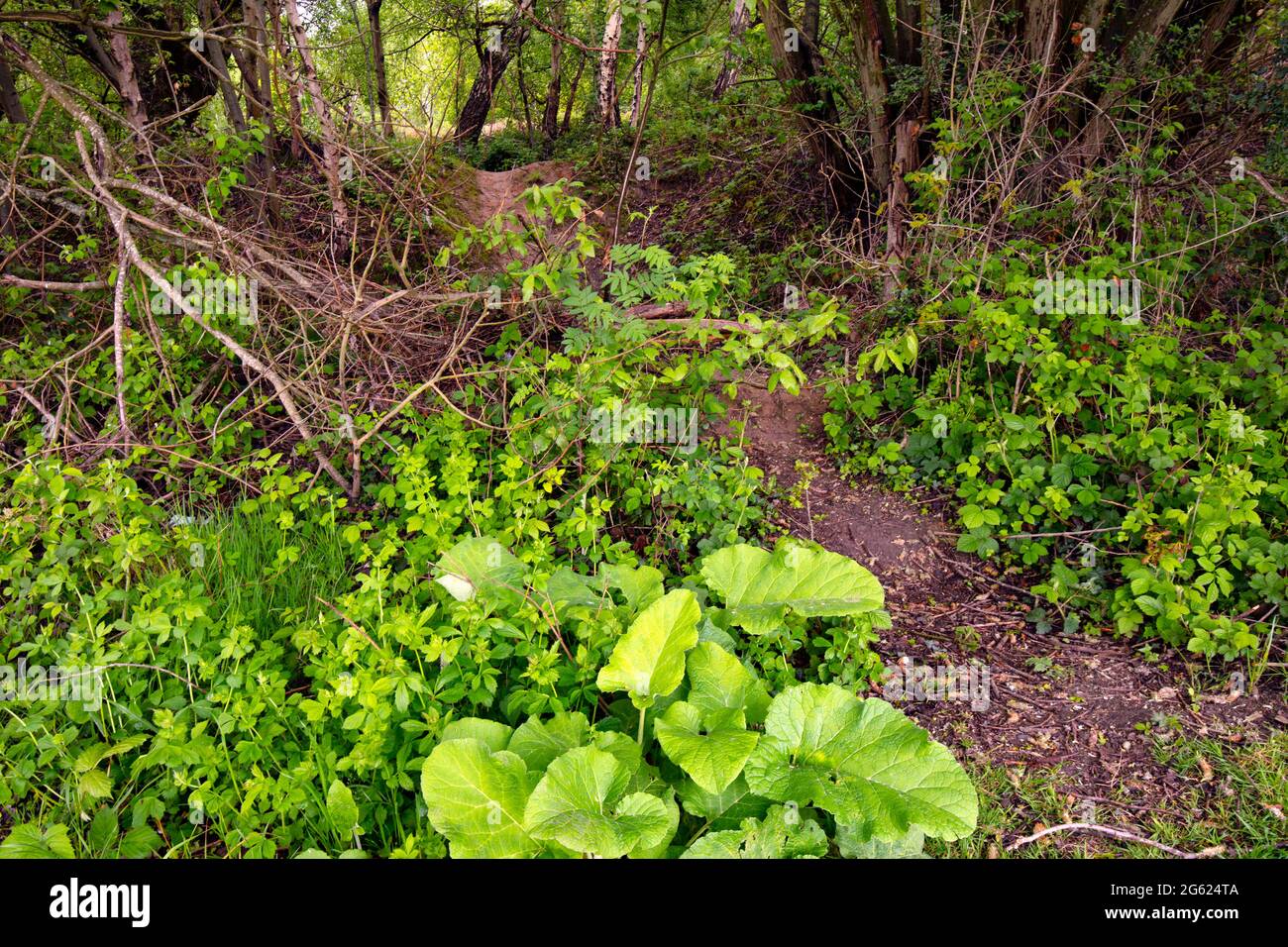 Pathway though spring woodland Stock Photo - Alamy