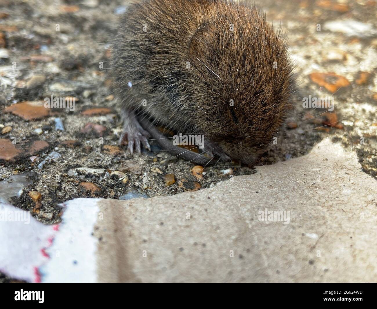 bank vole small UK rodent mammal eating cucumber also known as meadow ...