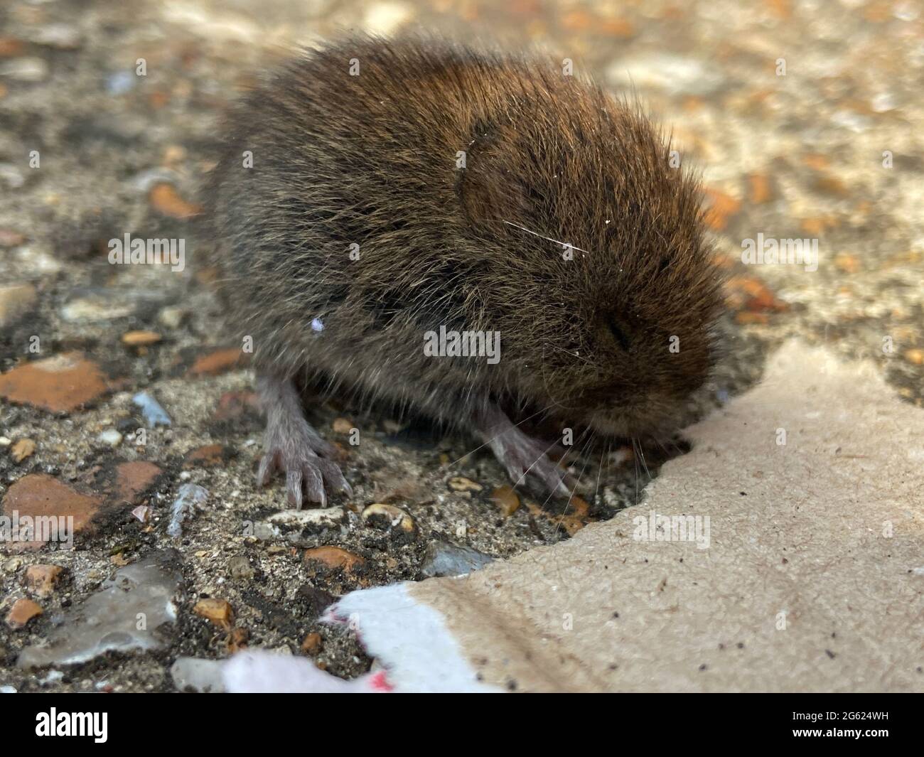 bank vole small UK rodent mammal eating cucumber also known as meadow ...