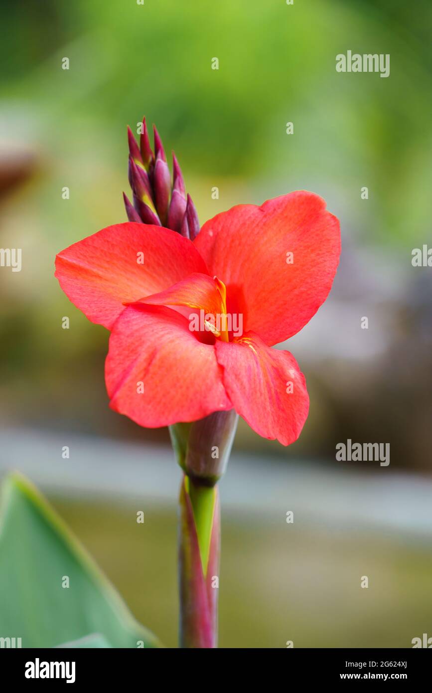 Bright red tropical flower in bloom hi-res stock photography and images ...