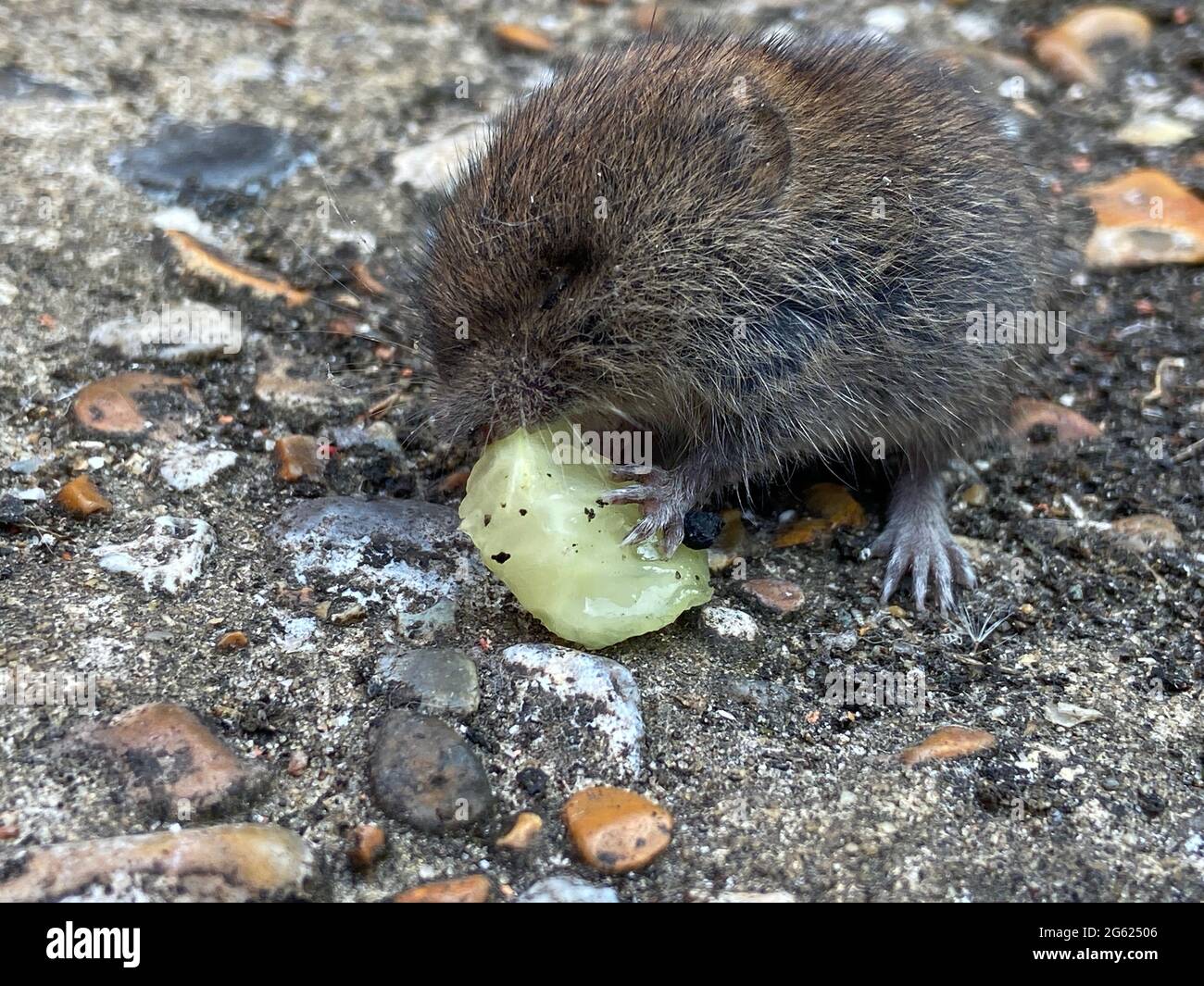 bank vole small UK rodent mammal eating cucumber also known as meadow ...