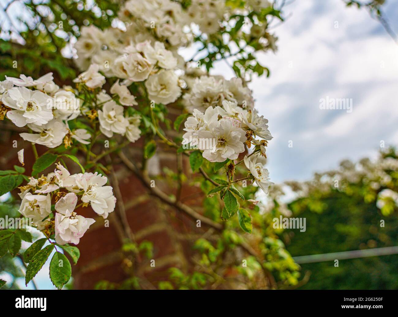 Multiflora Rose High Resolution Stock Photography and Images - Alamy