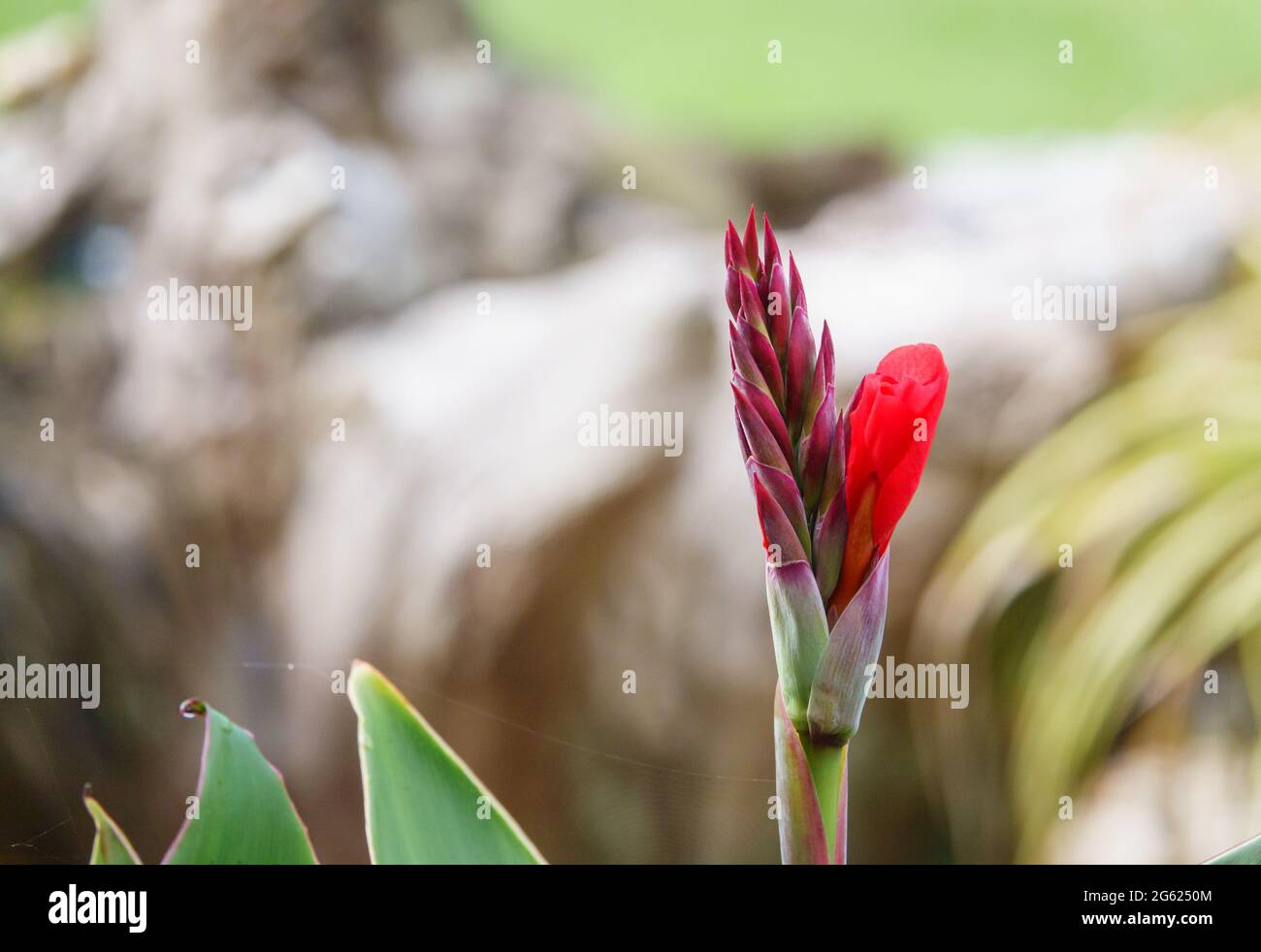 Red canna hi-res stock photography and images - Alamy