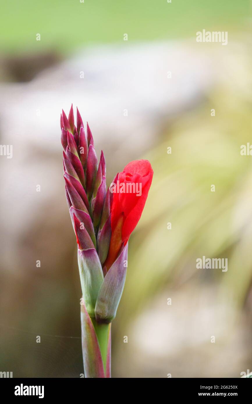 Red canna flower hi-res stock photography and images - Alamy