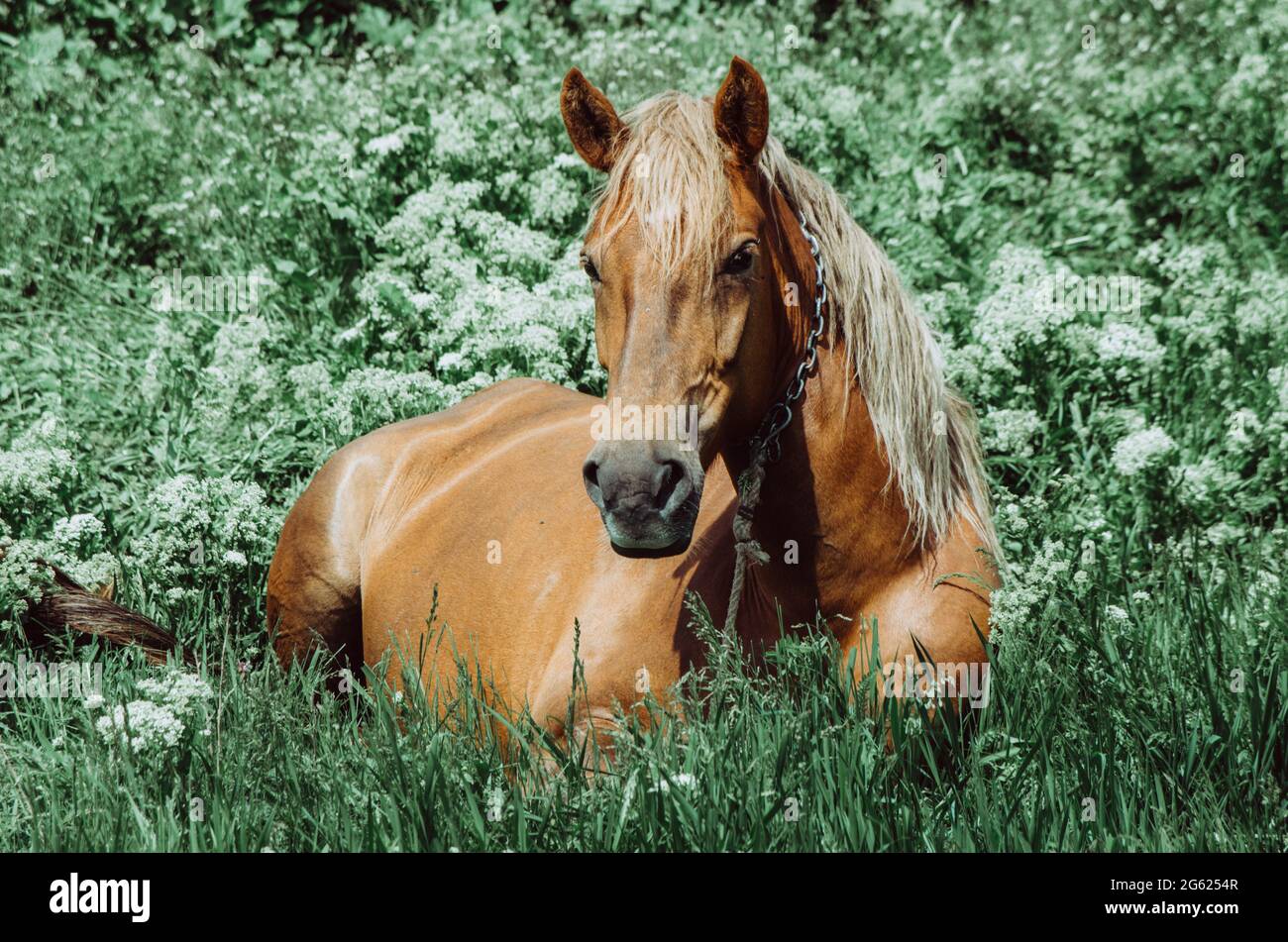 Beautiful close up portrait of a brown horse in a green meadow in rural ...