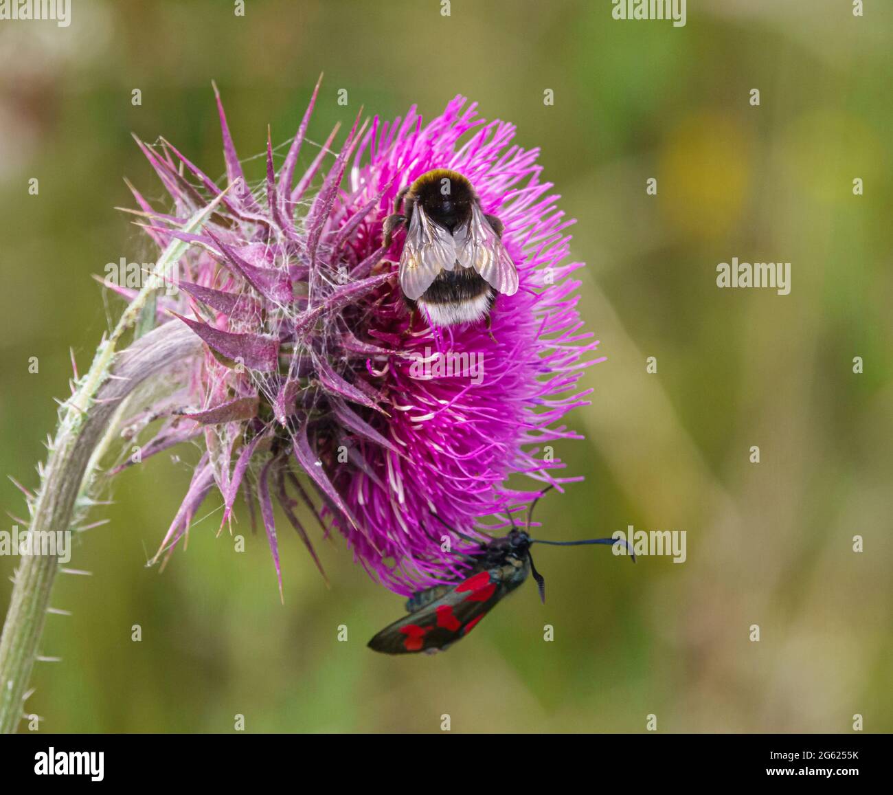 Flower tailed moth hi-res stock photography and images - Alamy