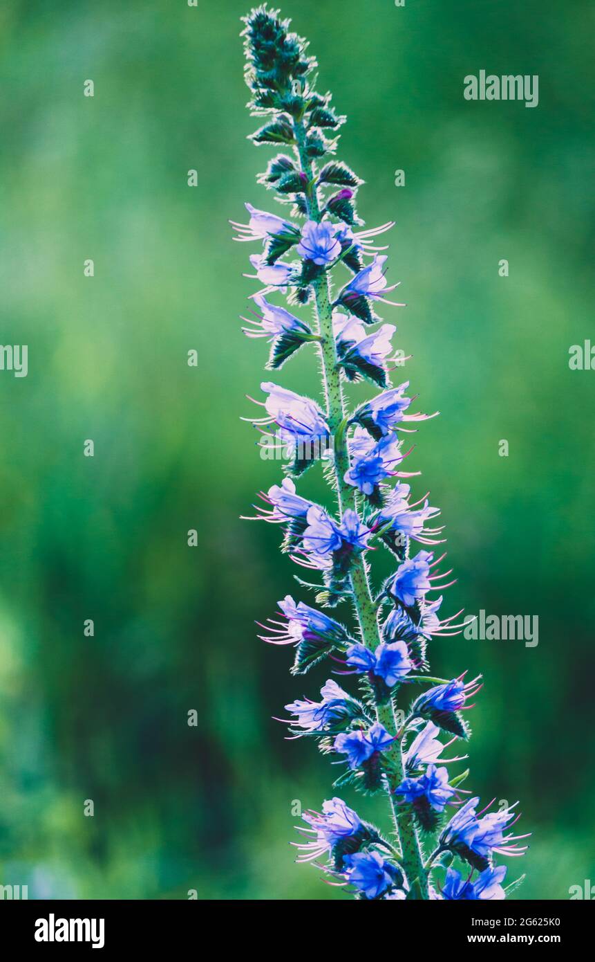 Vipers bugloss plant hi-res stock photography and images - Alamy