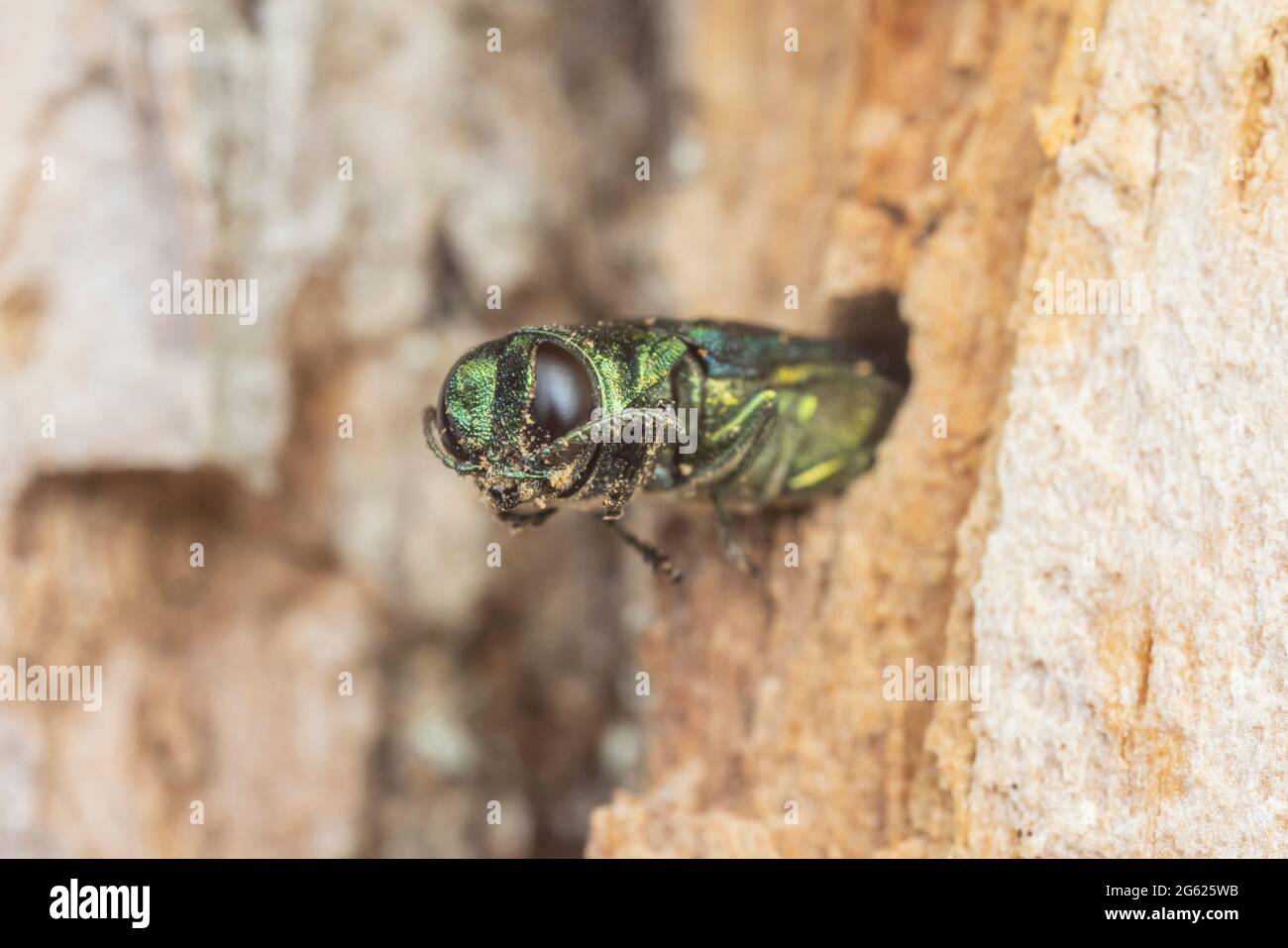 An adult Emerald Ash Borer (Agrilus planipennis) during emergence from ...