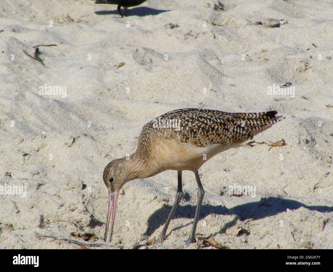 Limosa fedoa hi-res stock photography and images - Alamy