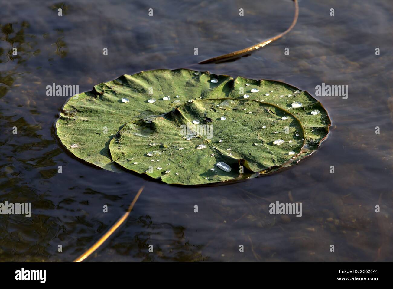Lily Pad Floating On Water High Resolution Stock Photography and Images ...