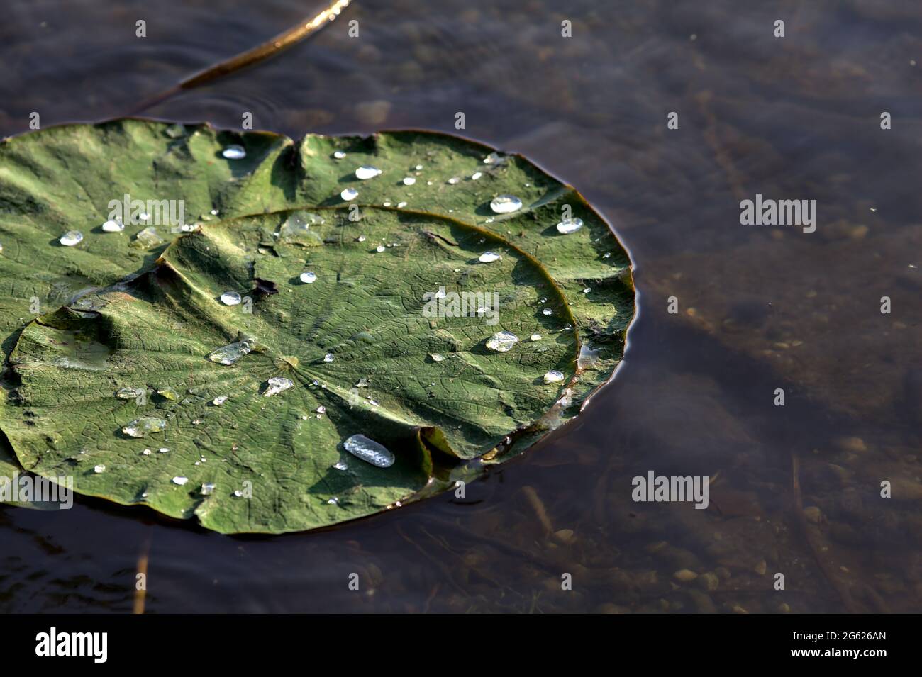 Lily Pad Floating On Water High Resolution Stock Photography and Images ...