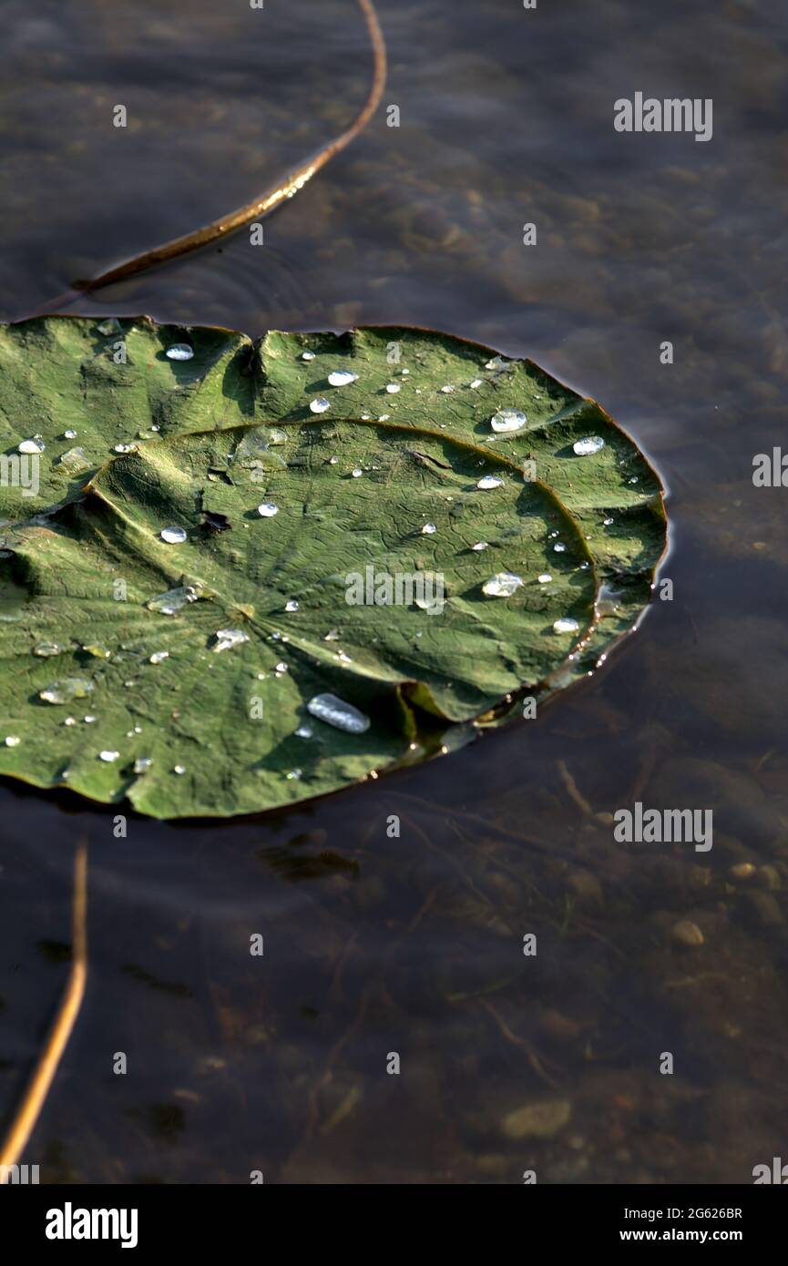 Lily pad floating on water hi-res stock photography and images - Alamy
