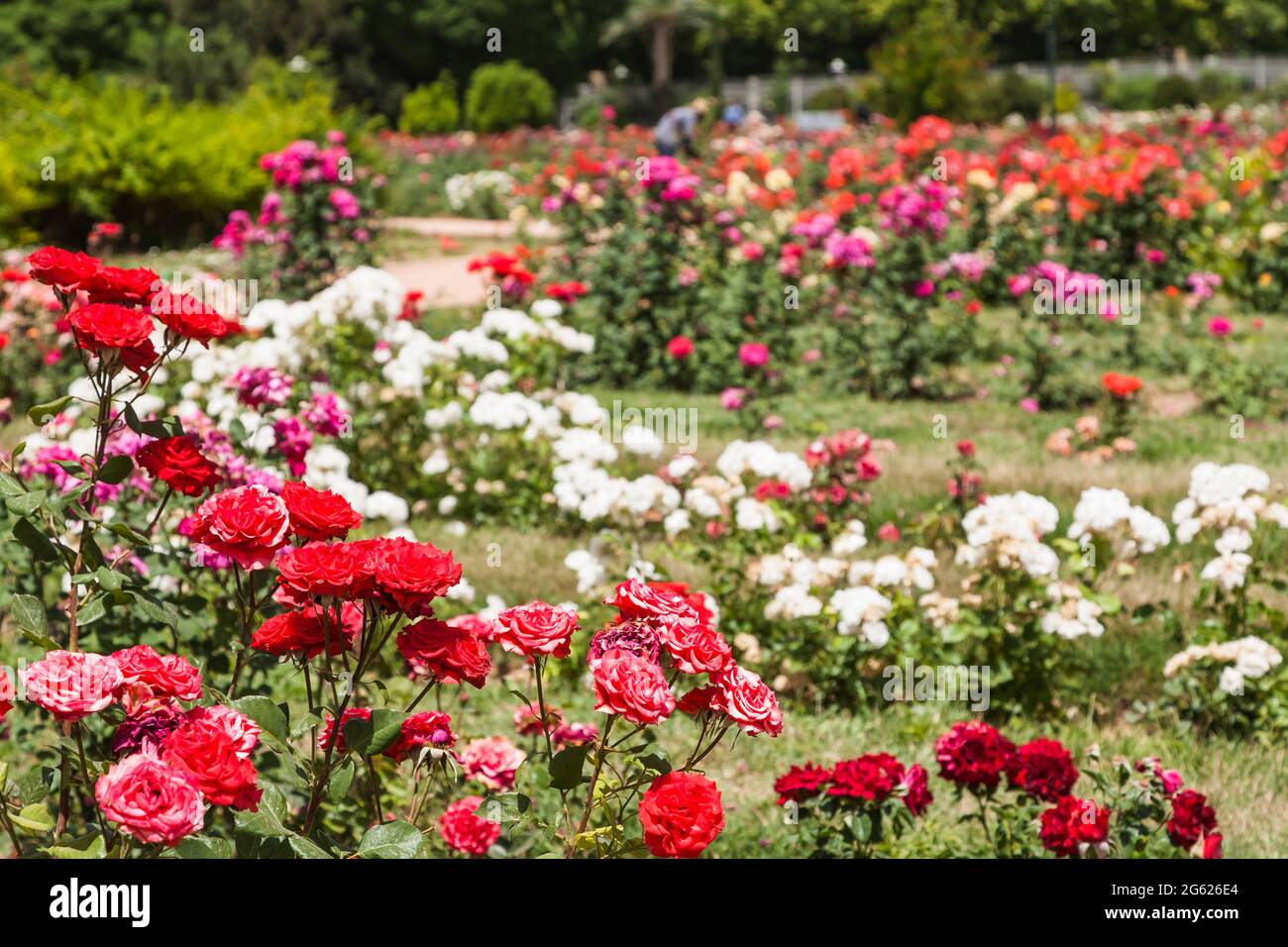 Rose garden of 'Eram Garden', as tradisional persian garden, Shiraz ...