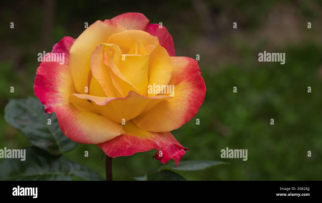 purple and yellow rose on green background Stock Photo - Alamy