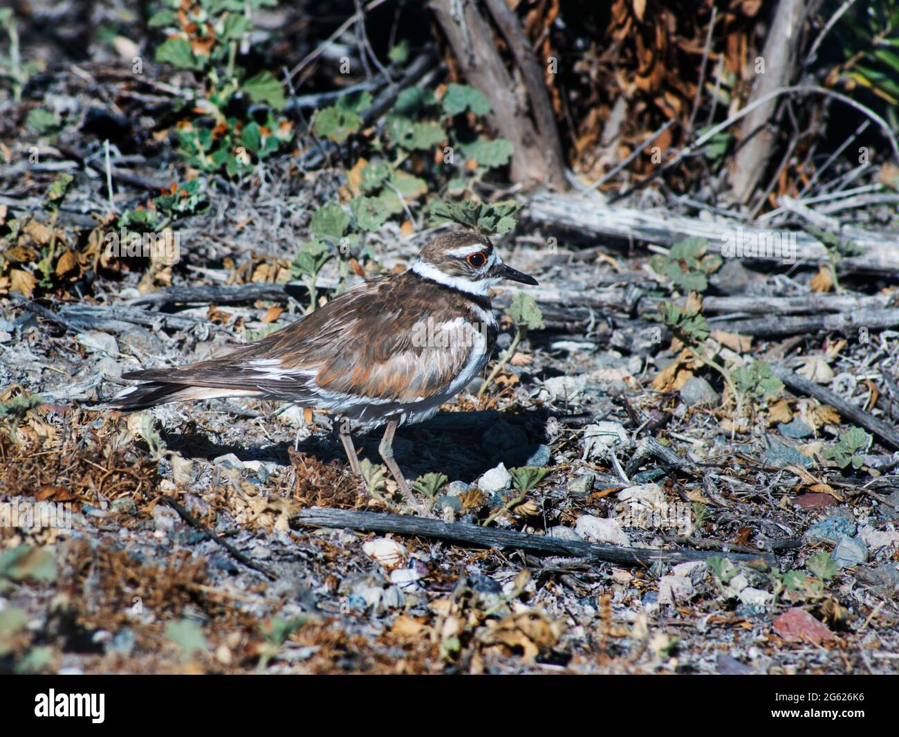 Marsh ground hi-res stock photography and images - Alamy