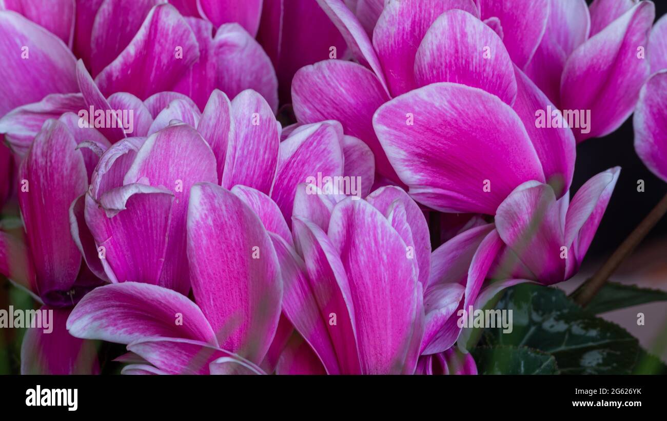 Decorative pictures hi-res stock photography and images - Alamy