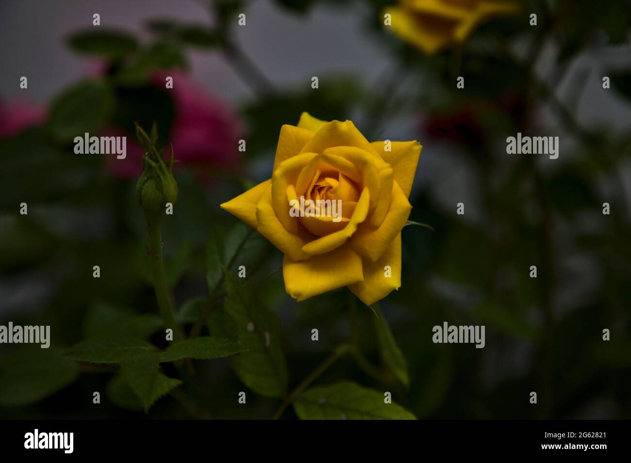 Yellow rose with leaves on a white background Stock Photo - Alamy