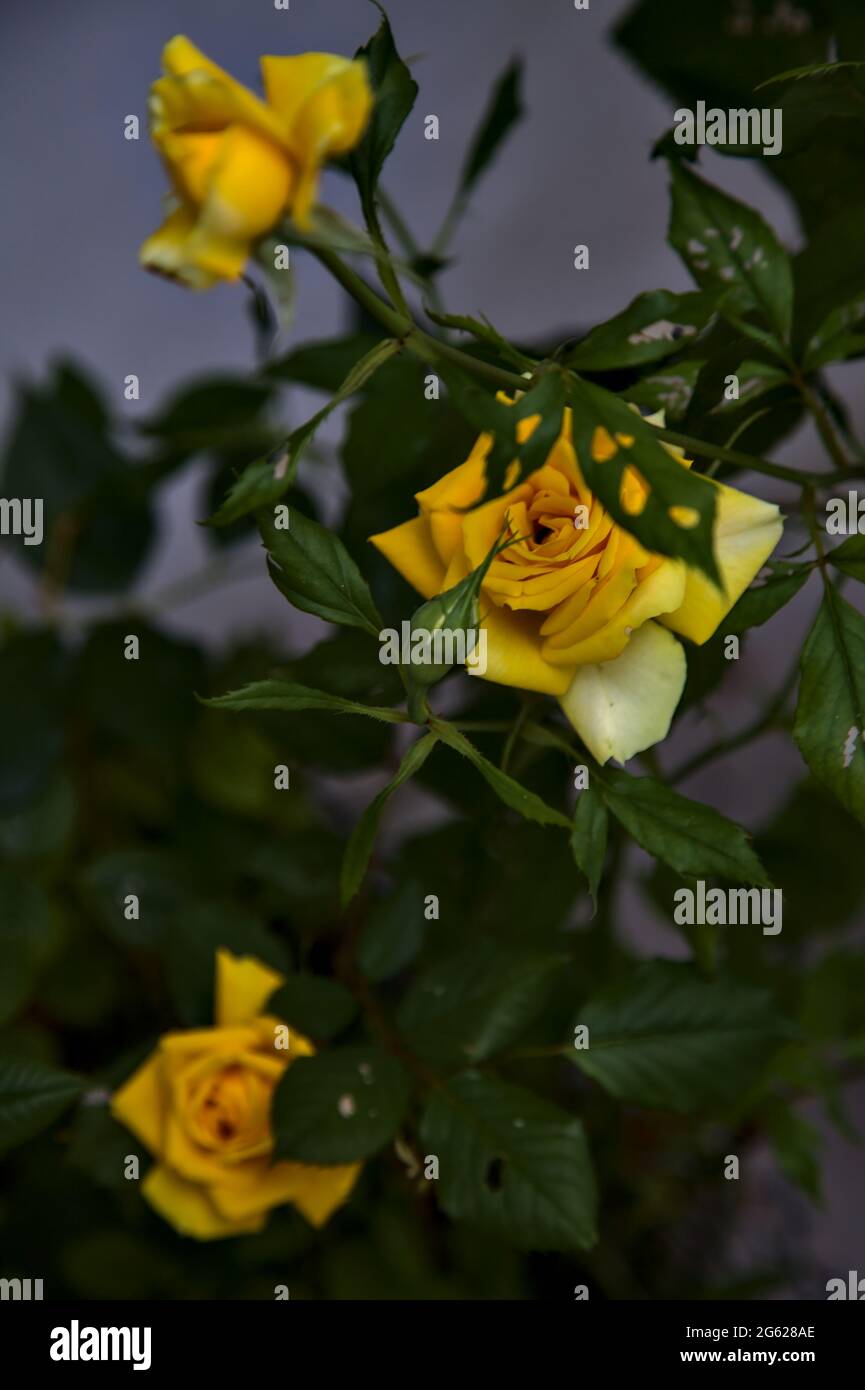 Yellow rose with leaves on a white background Stock Photo - Alamy