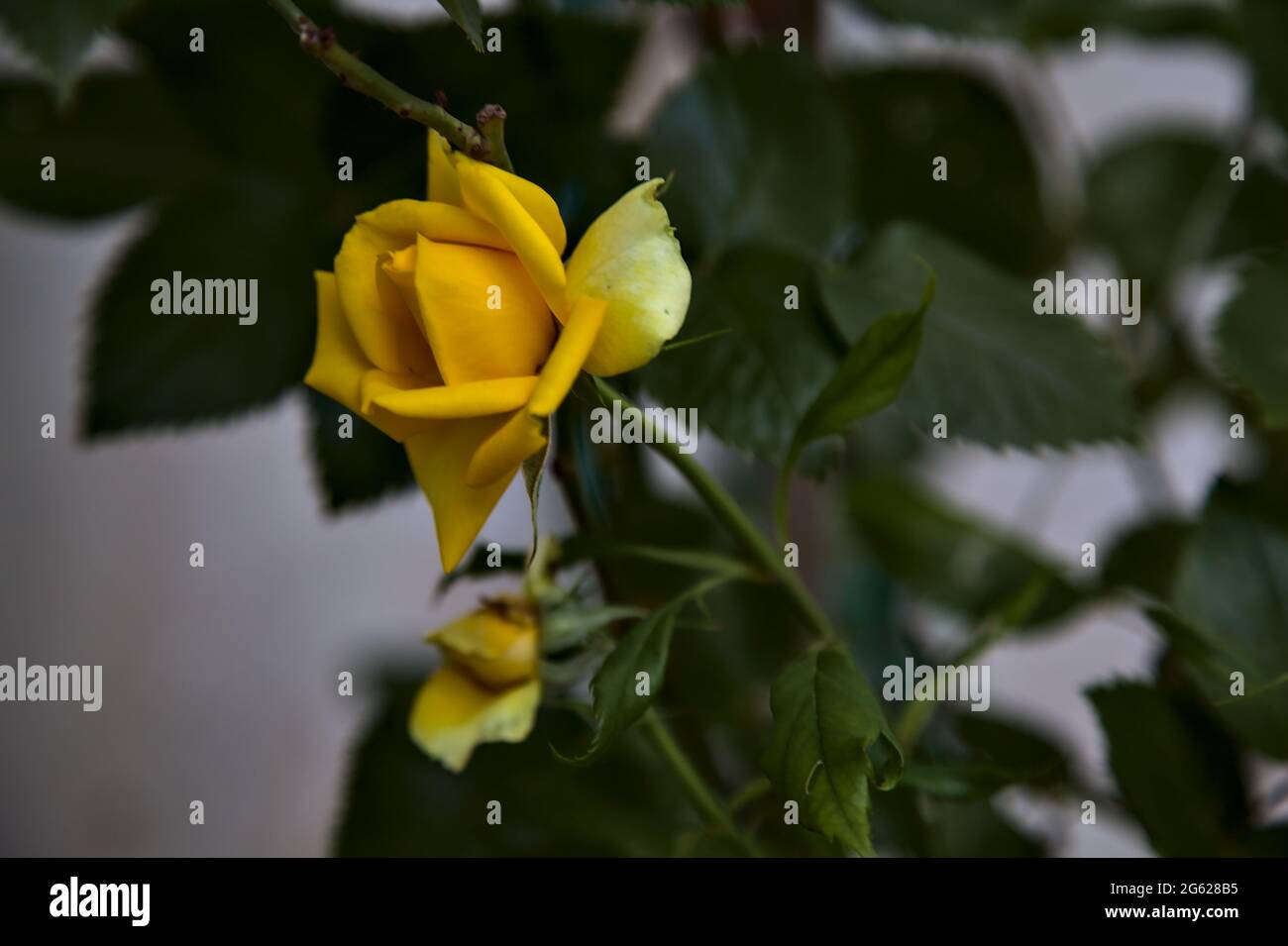 Yellow rose with leaves on a white background Stock Photo - Alamy