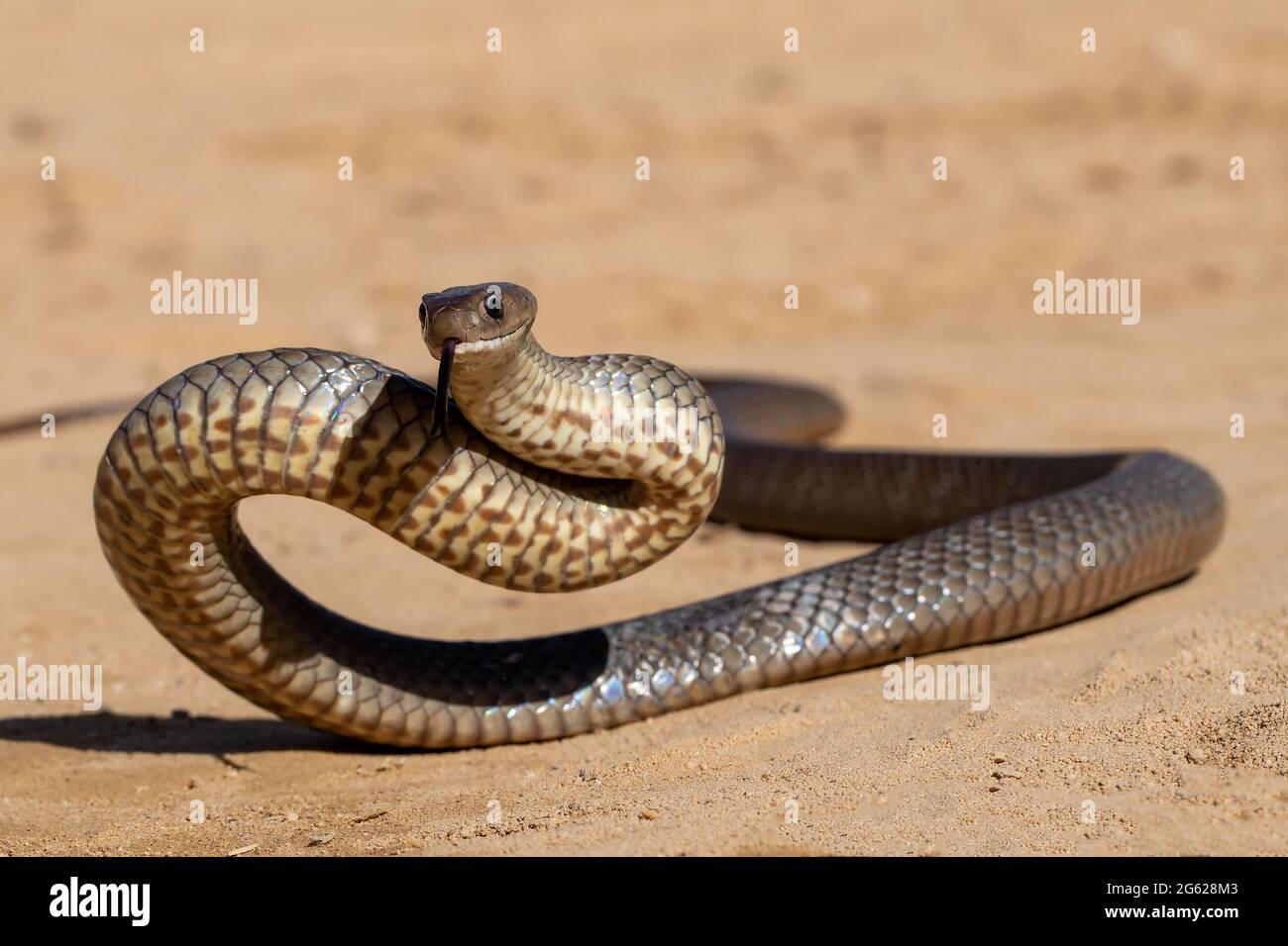 Australian eastern brown snake hi-res stock photography and images - Alamy
