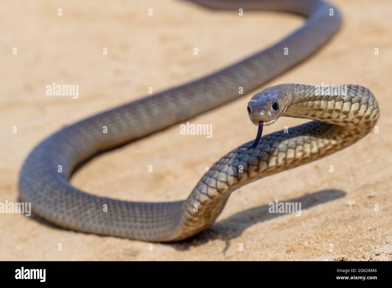 Australian Eastern Brown Snake being defensive Stock Photo - Alamy
