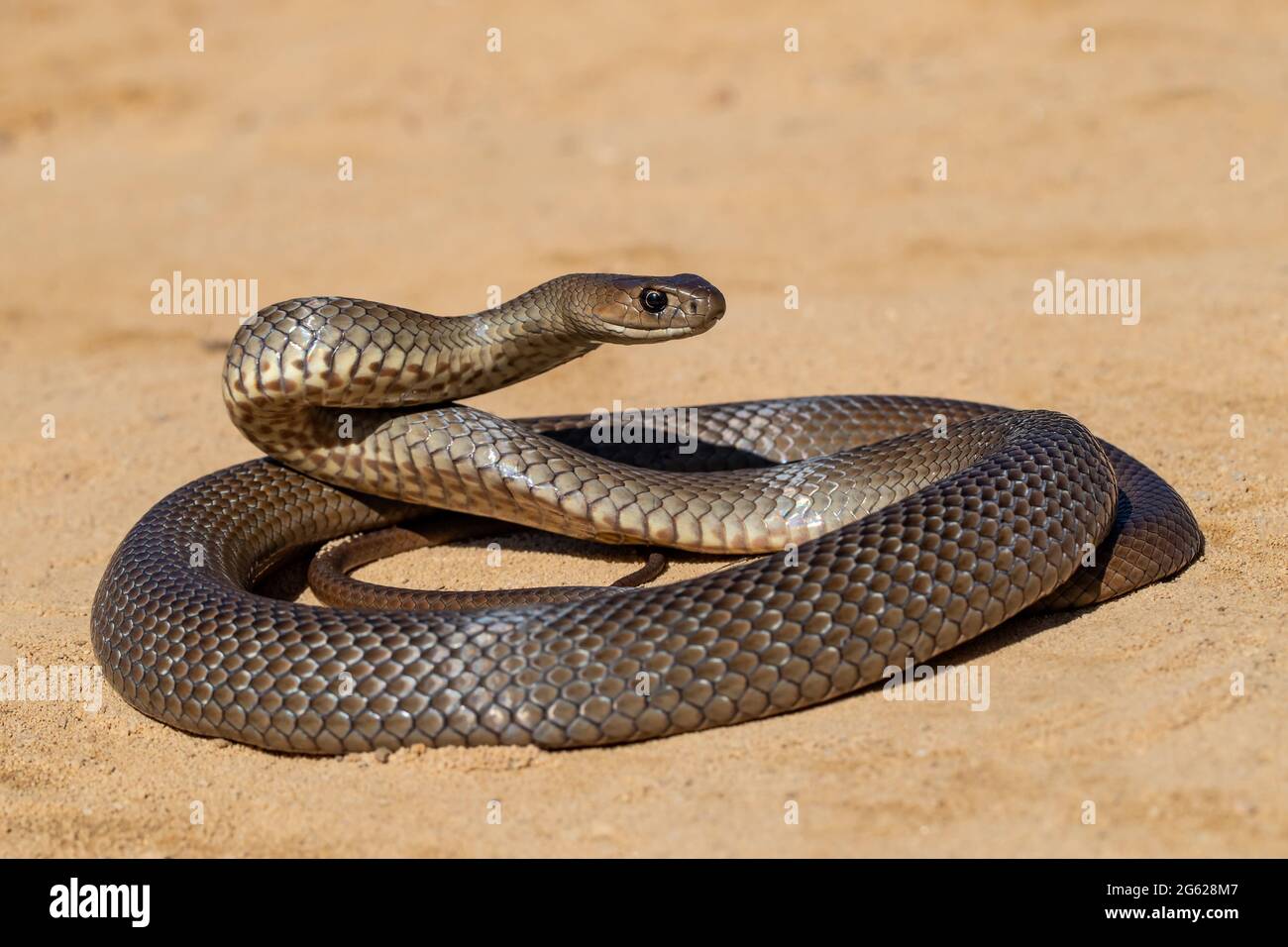 Australian eastern brown snake hi-res stock photography and images - Alamy