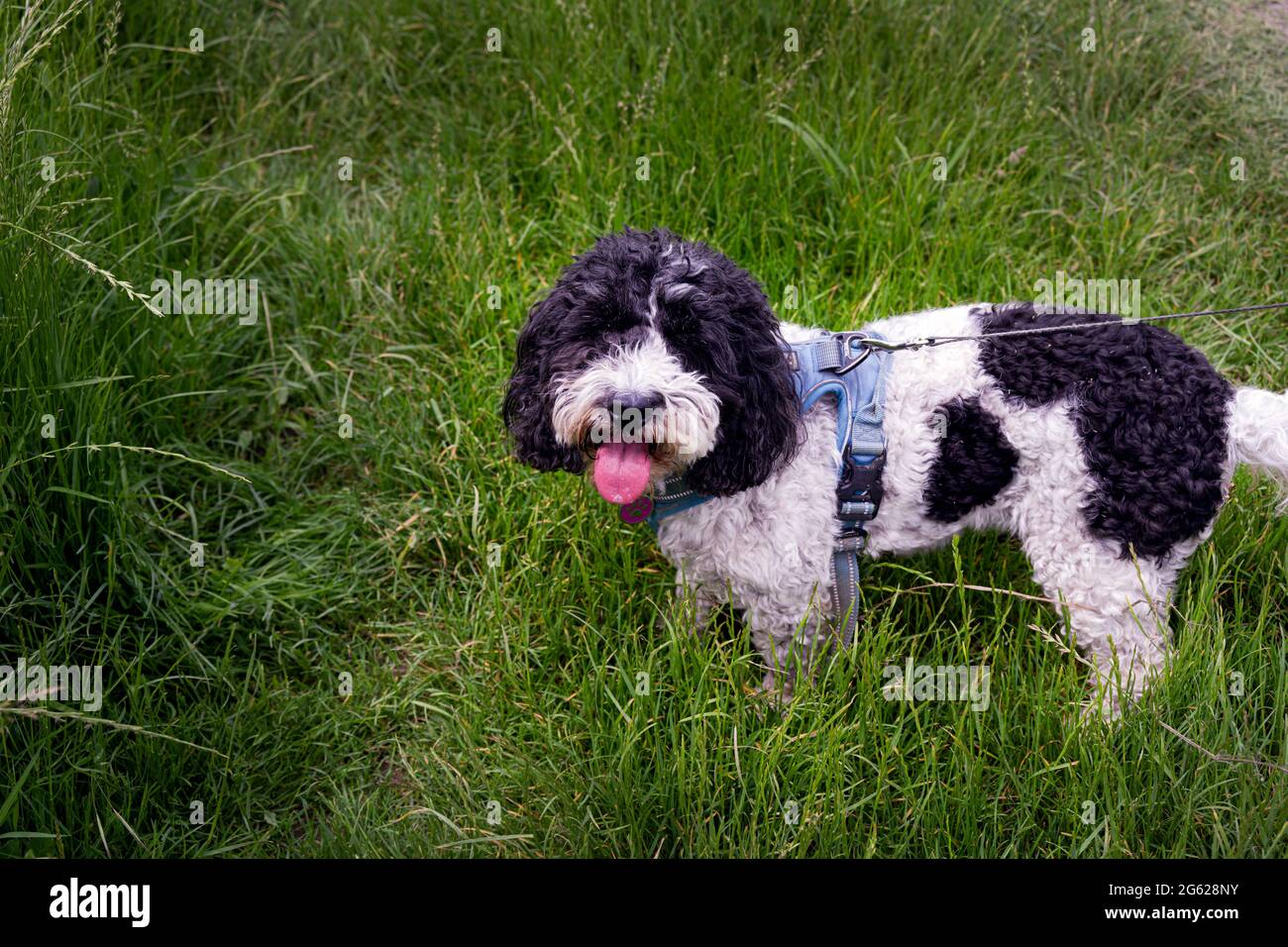 Black and white cockapoo on a lead in a field Stock Photo - Alamy