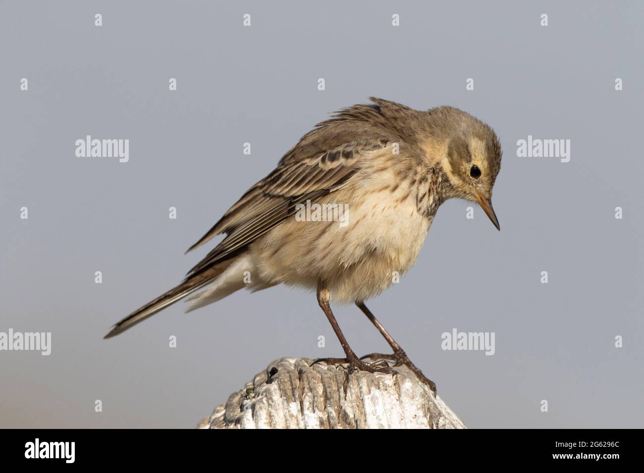 American pipit hi-res stock photography and images - Alamy